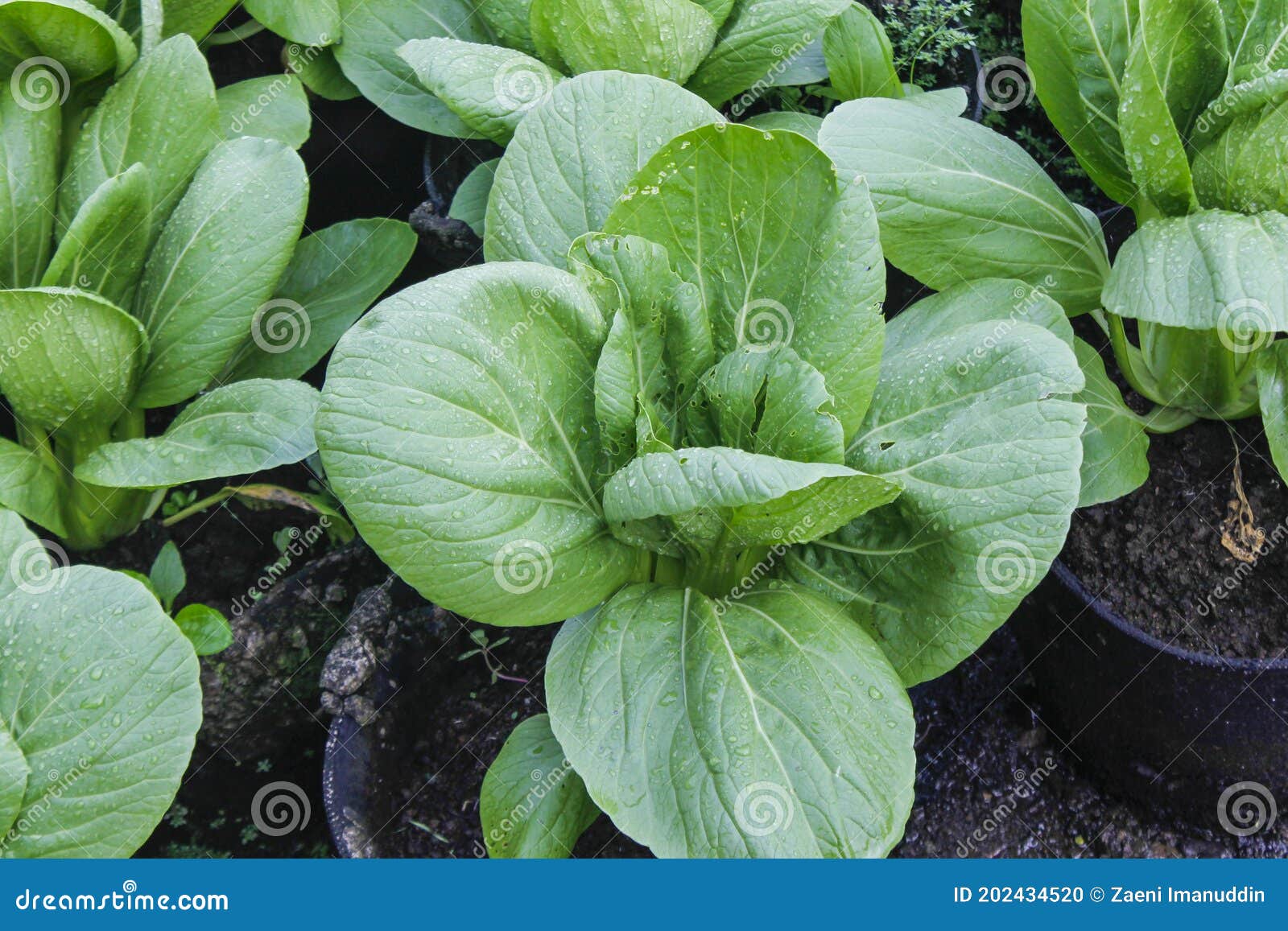 Fresh Mustard in the Planting Pot Stock Photo - Image of herb, flower ...