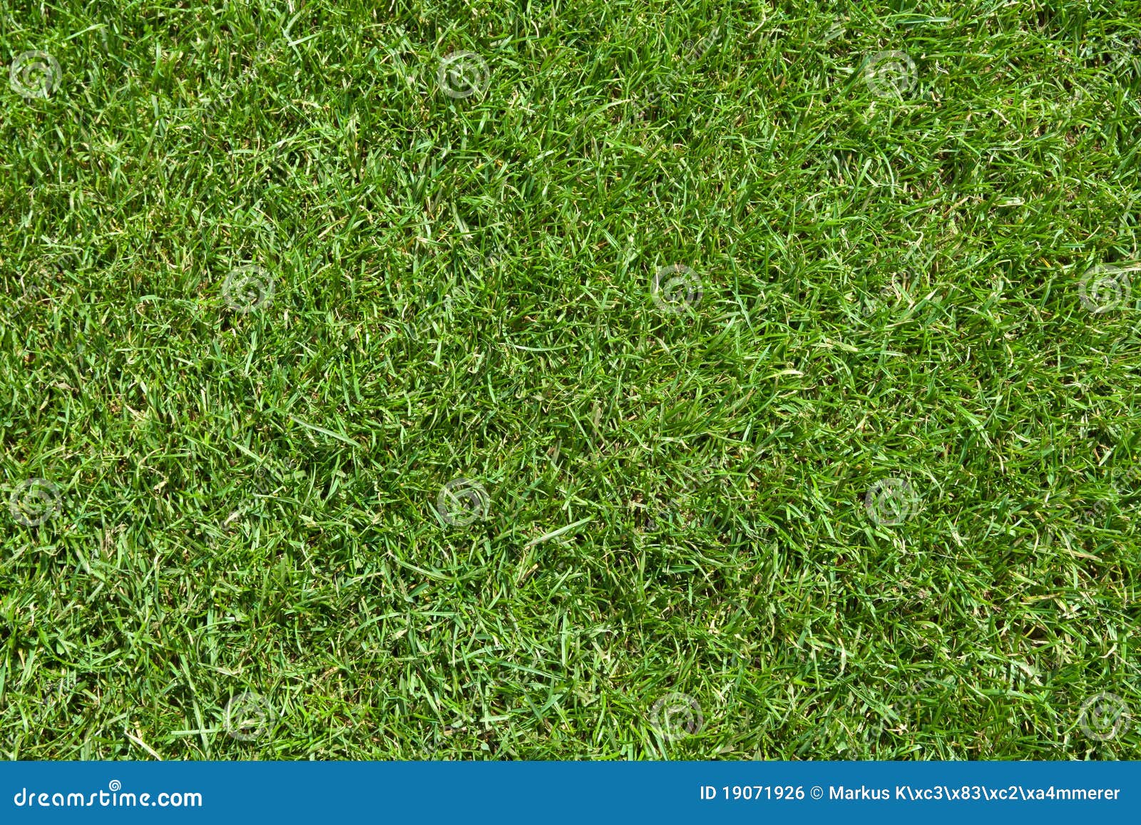 Fresh Natural Lawn Grass Field Stock Photo - Image of simple, plant ...