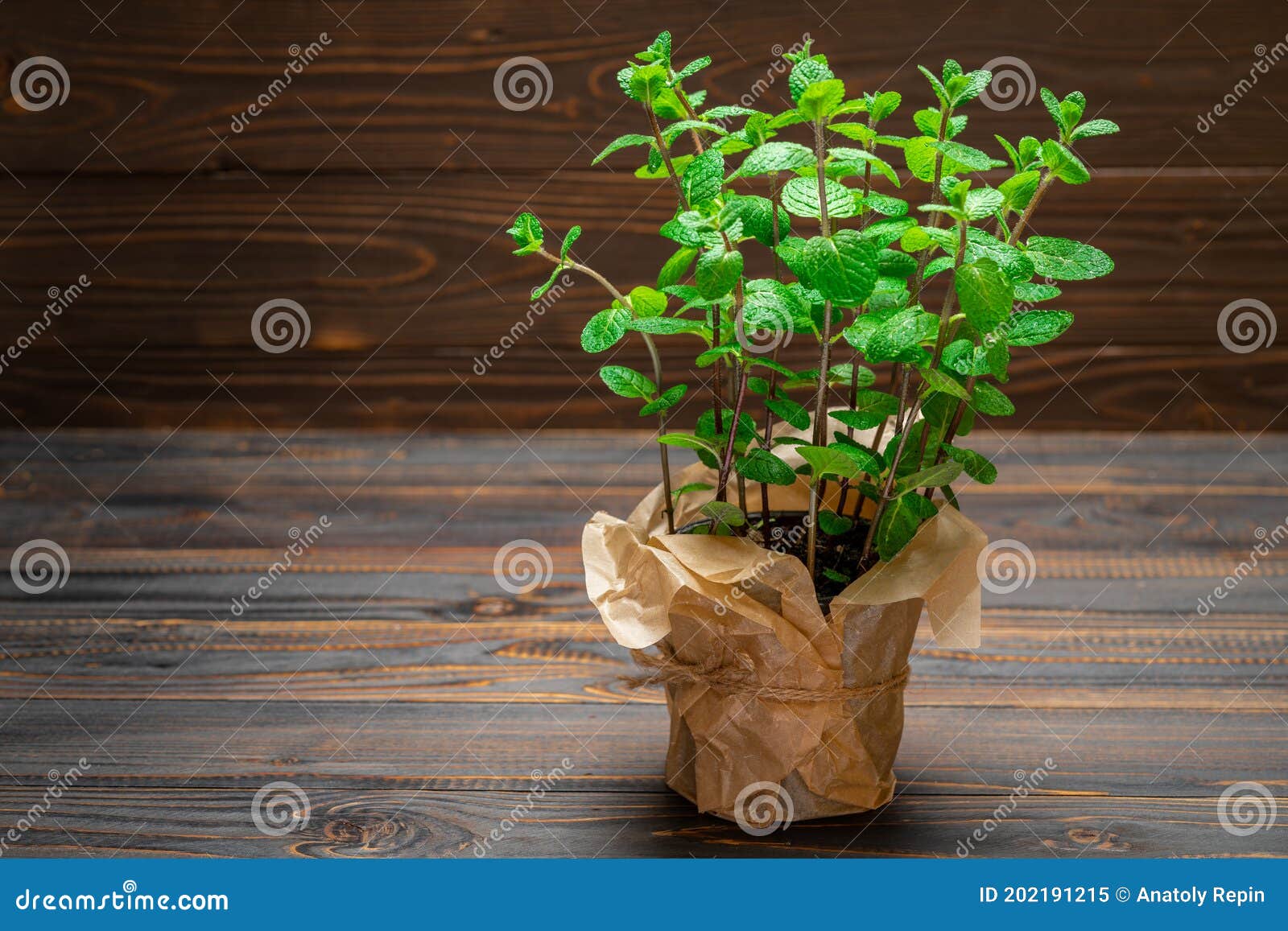 Fresh Natural Organic Mint Plant in the Pot Stock Image - Image of ...