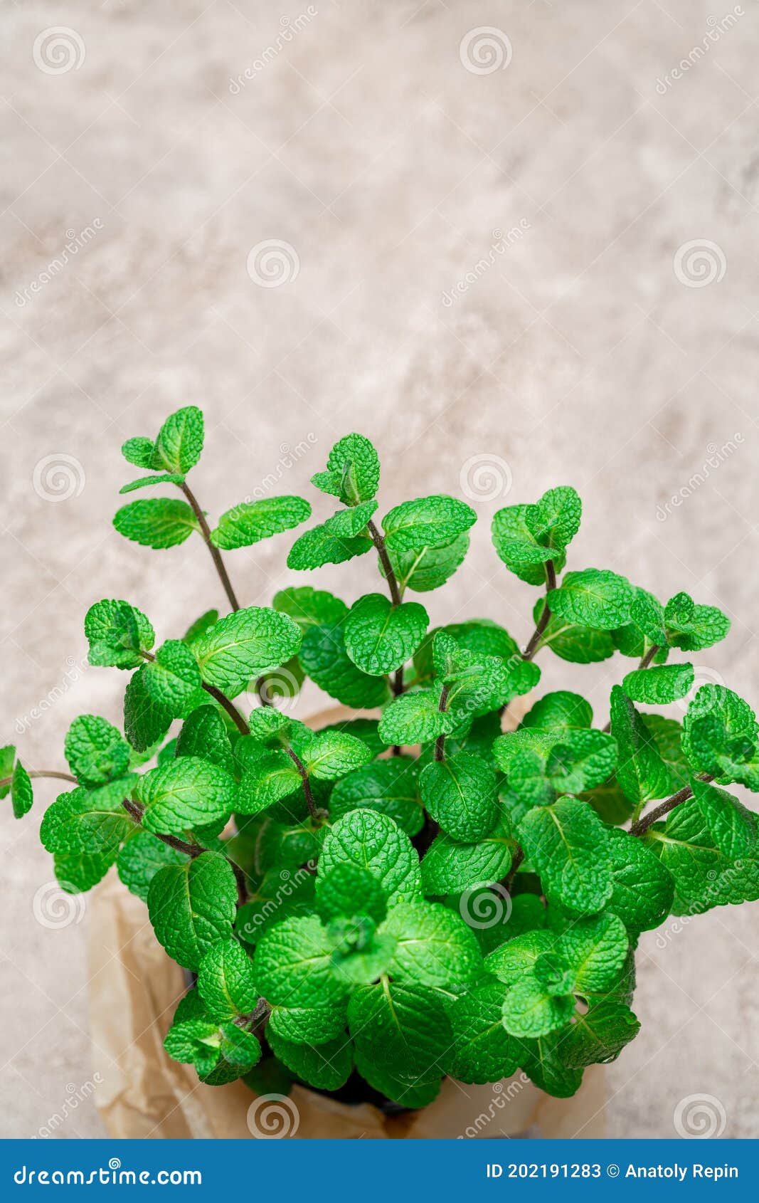 Fresh Natural Organic Mint Plant in the Pot Stock Image - Image of ...