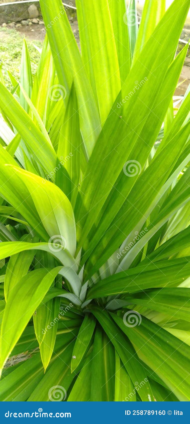 Fresh in Nature Fragrant Pandan Leaves Stock Photo - Image of nature ...