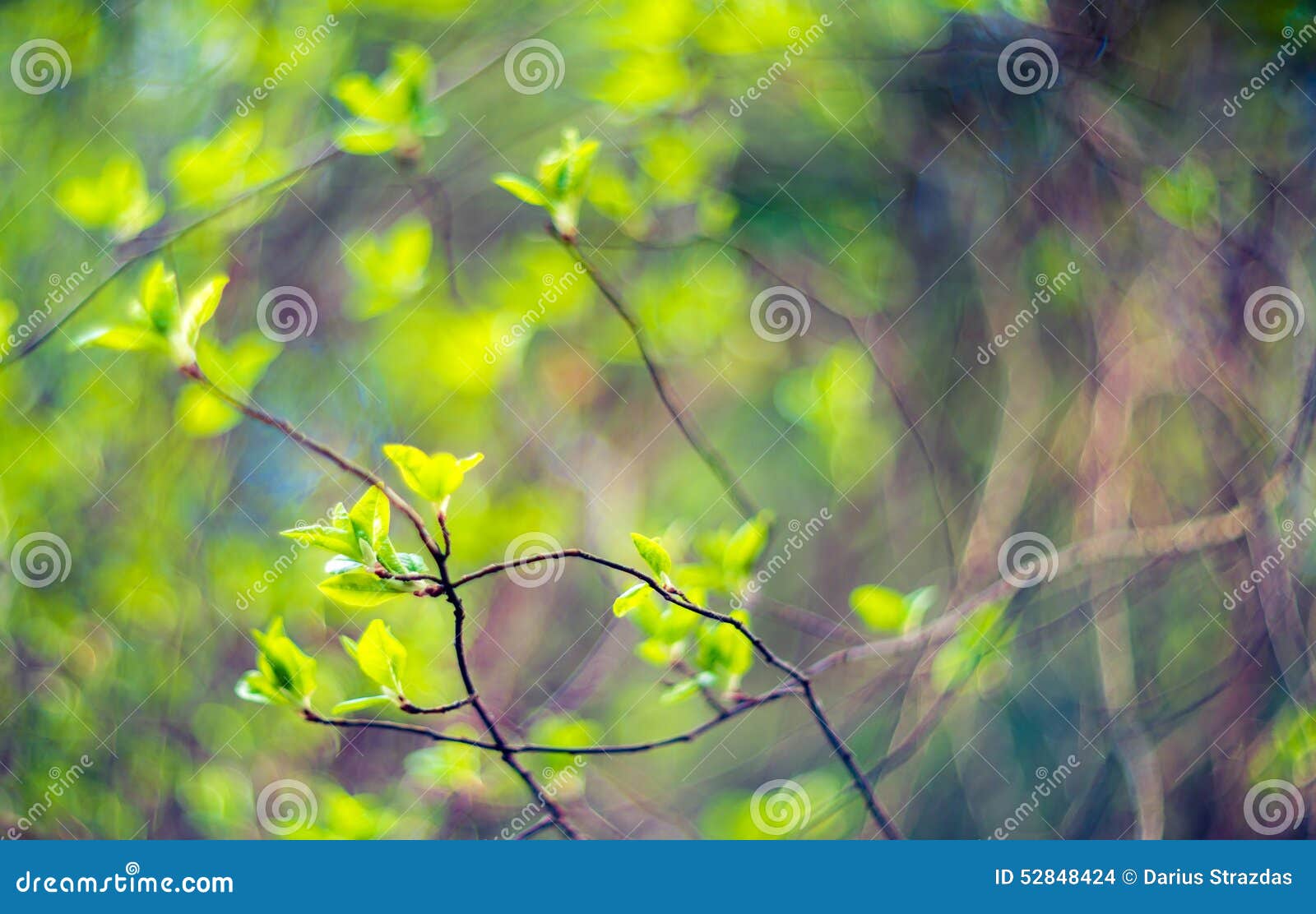 Fresh nature green stock photo. Image of swirly, young - 52848424