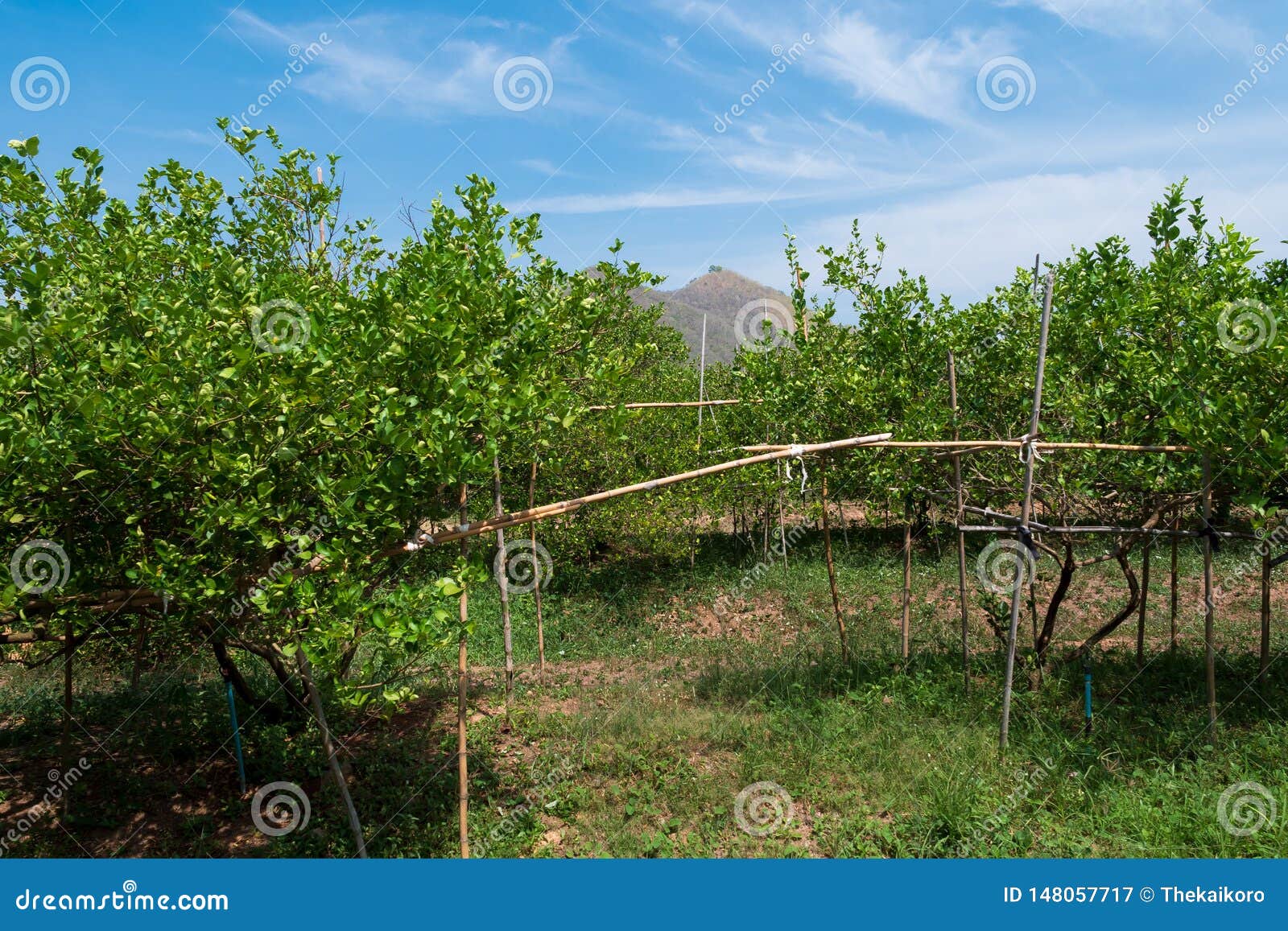 Fresh and Nature Lemon Tree Against Mountain and Blue Sky Stock Image ...