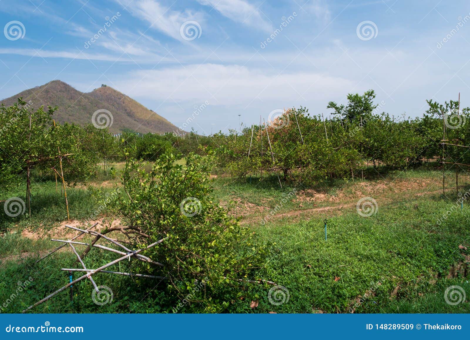 Fresh and Nature Lemon Tree Against Mountain and Blue Sky Stock Image ...