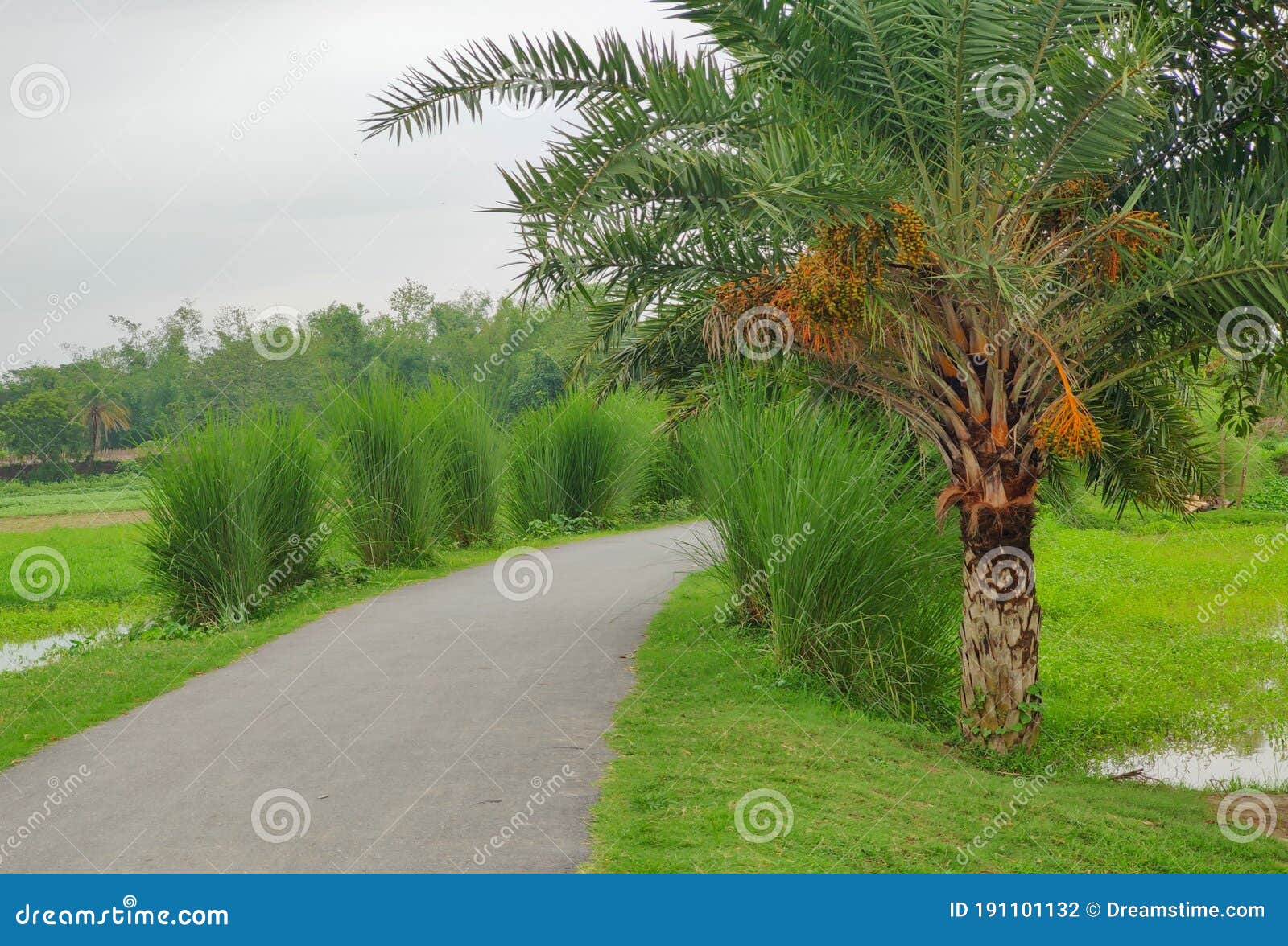 A fresh nature view stock photo. Image of meadow, garden - 191101132