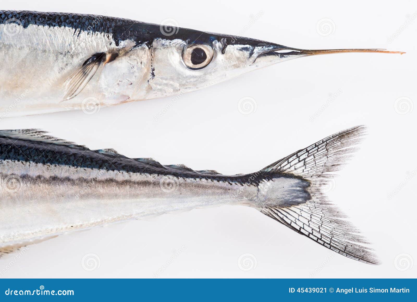 Fresh Needlefish for a Healthy Diet Stock Image - Image of tail, diet ...