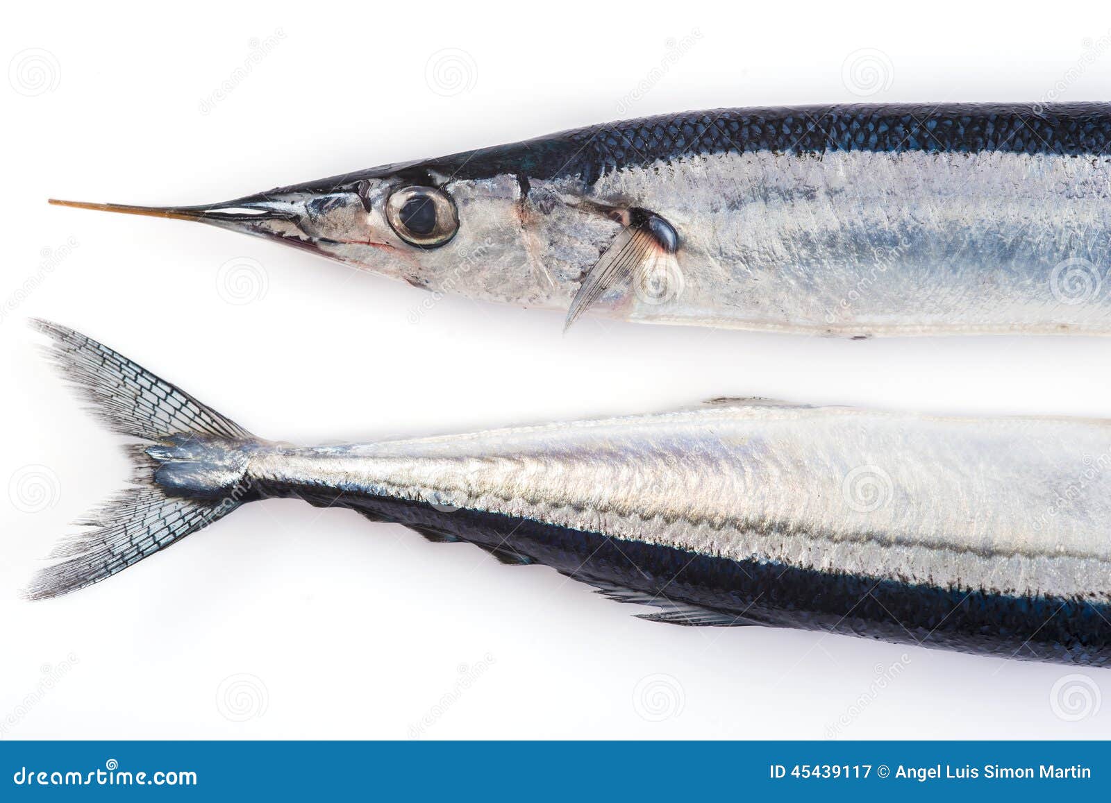 Needlefish Of Fresh Water Stock Image | CartoonDealer.com #121278547