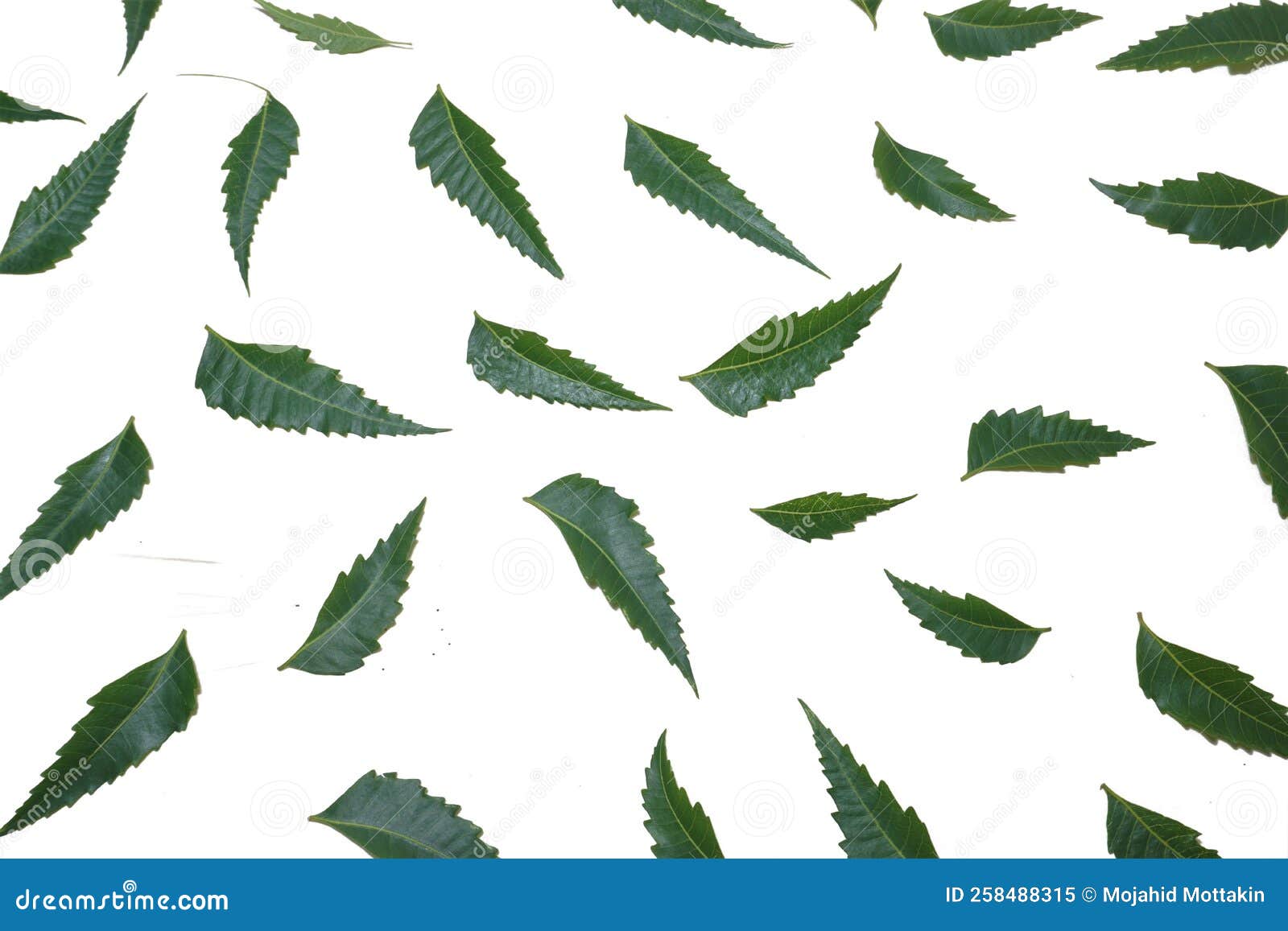 Fresh neem leaf stock image. Image of soil, produce - 258488315
