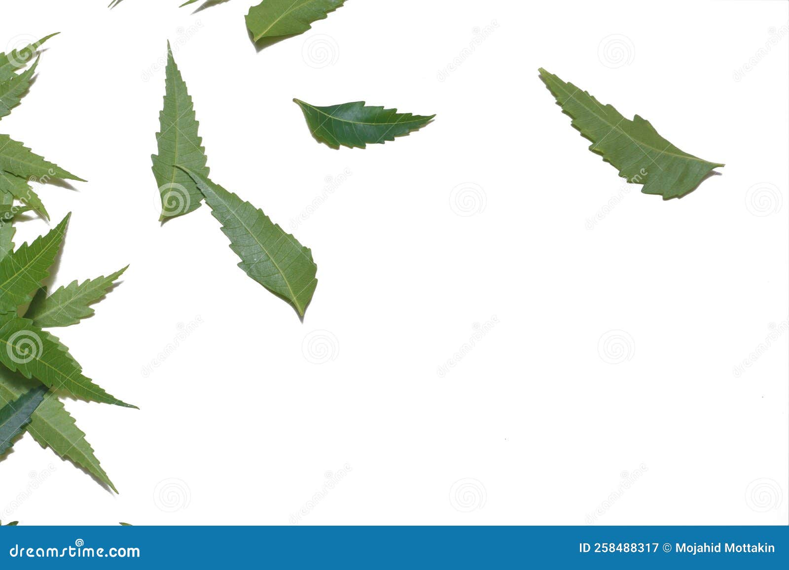 Fresh neem leaf stock image. Image of green, herb, branch - 258488317
