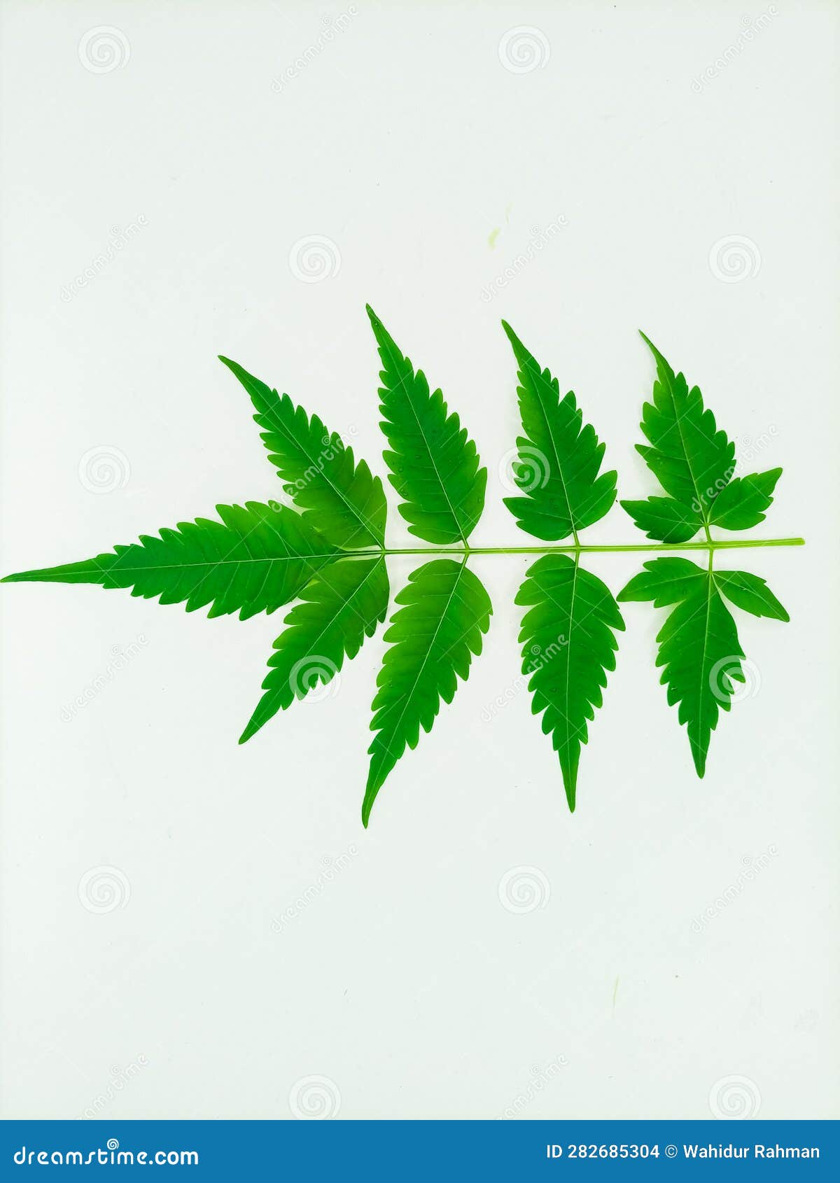 Fresh Neem Leaf on White Background Stock Photo - Image of herbal ...