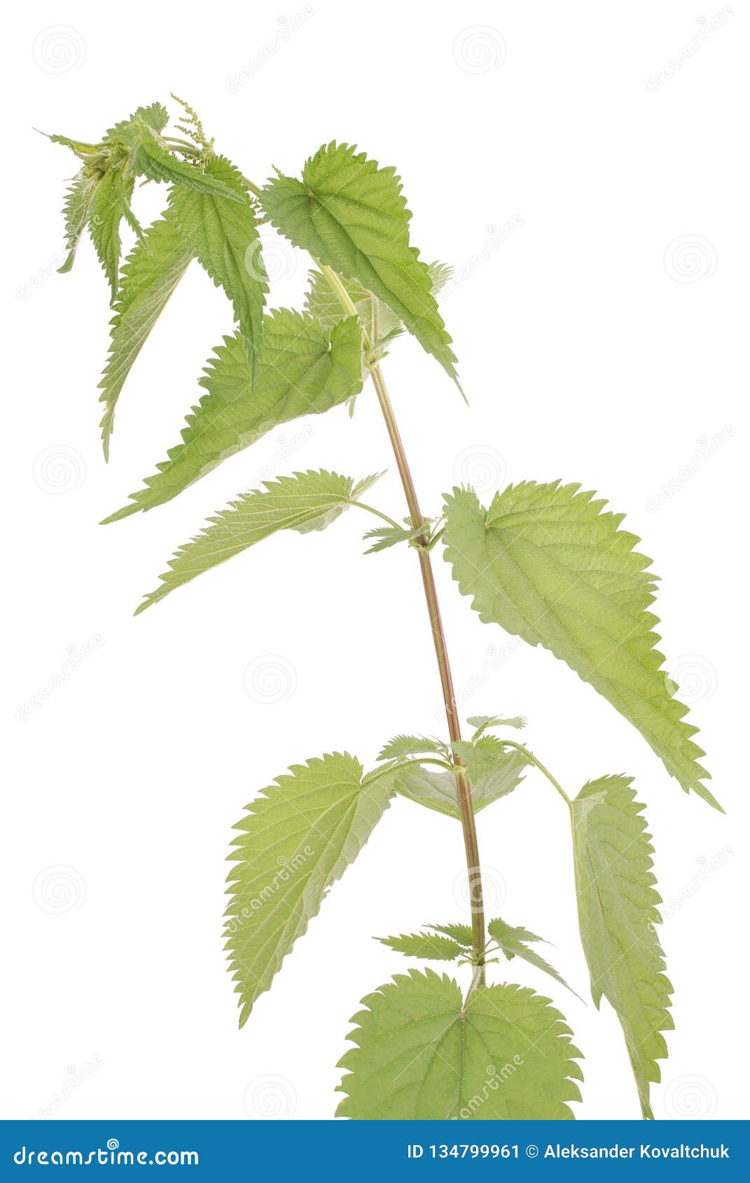 Fresh Nettle. High Nettle Plant Stock Image - Image of grass, leaf ...