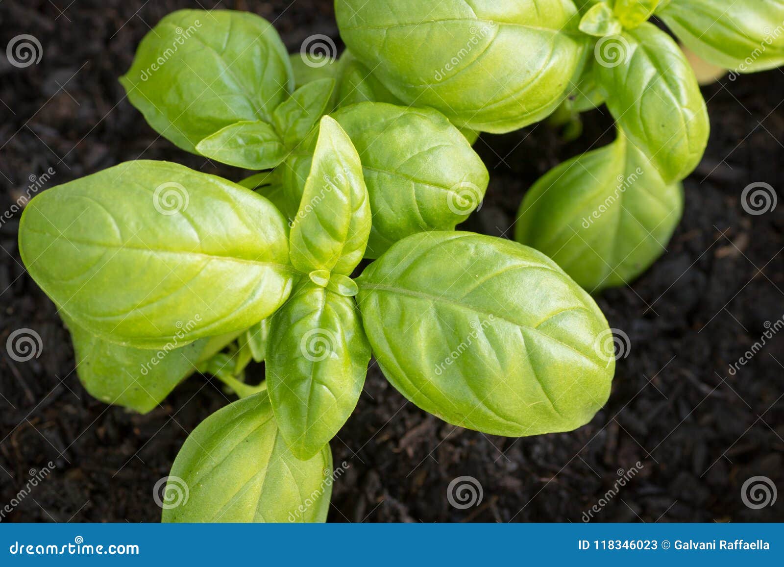 New Basil Plants Growing in the Land Stock Image - Image of ingredient ...