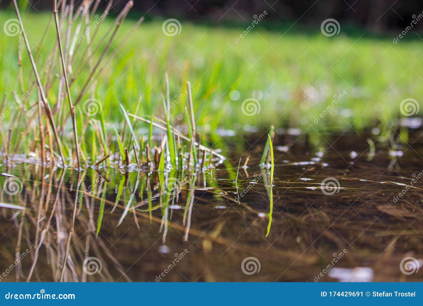 Fresh New Blades of Grass Grow Out of a Puddle on the Left Stock Image ...