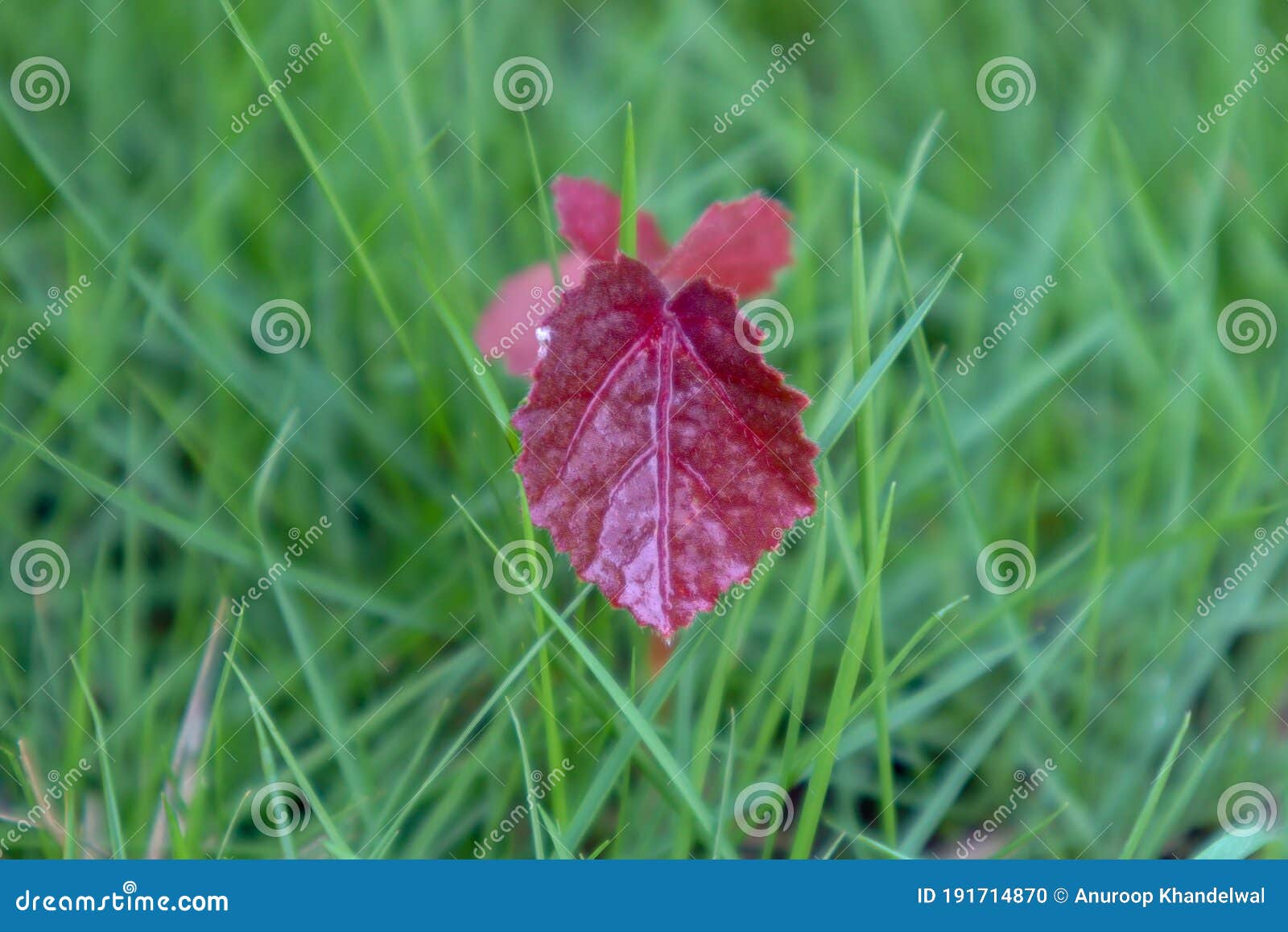 Fresh New Born Maple Leaf. Red Leaf of a Small Maple Tree Stock Photo ...