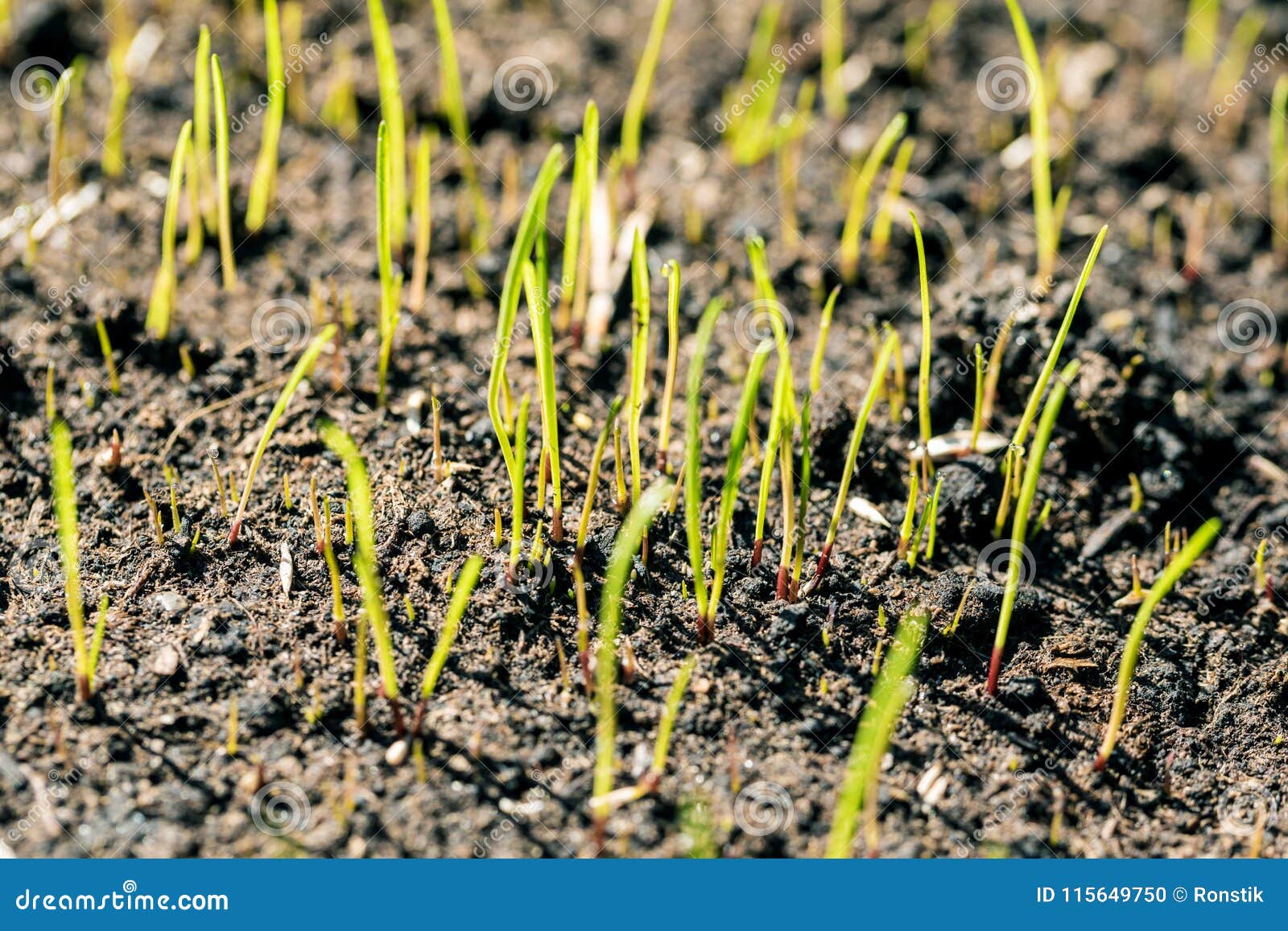 Fresh new grass growing stock photo. Image of fresh - 115649750