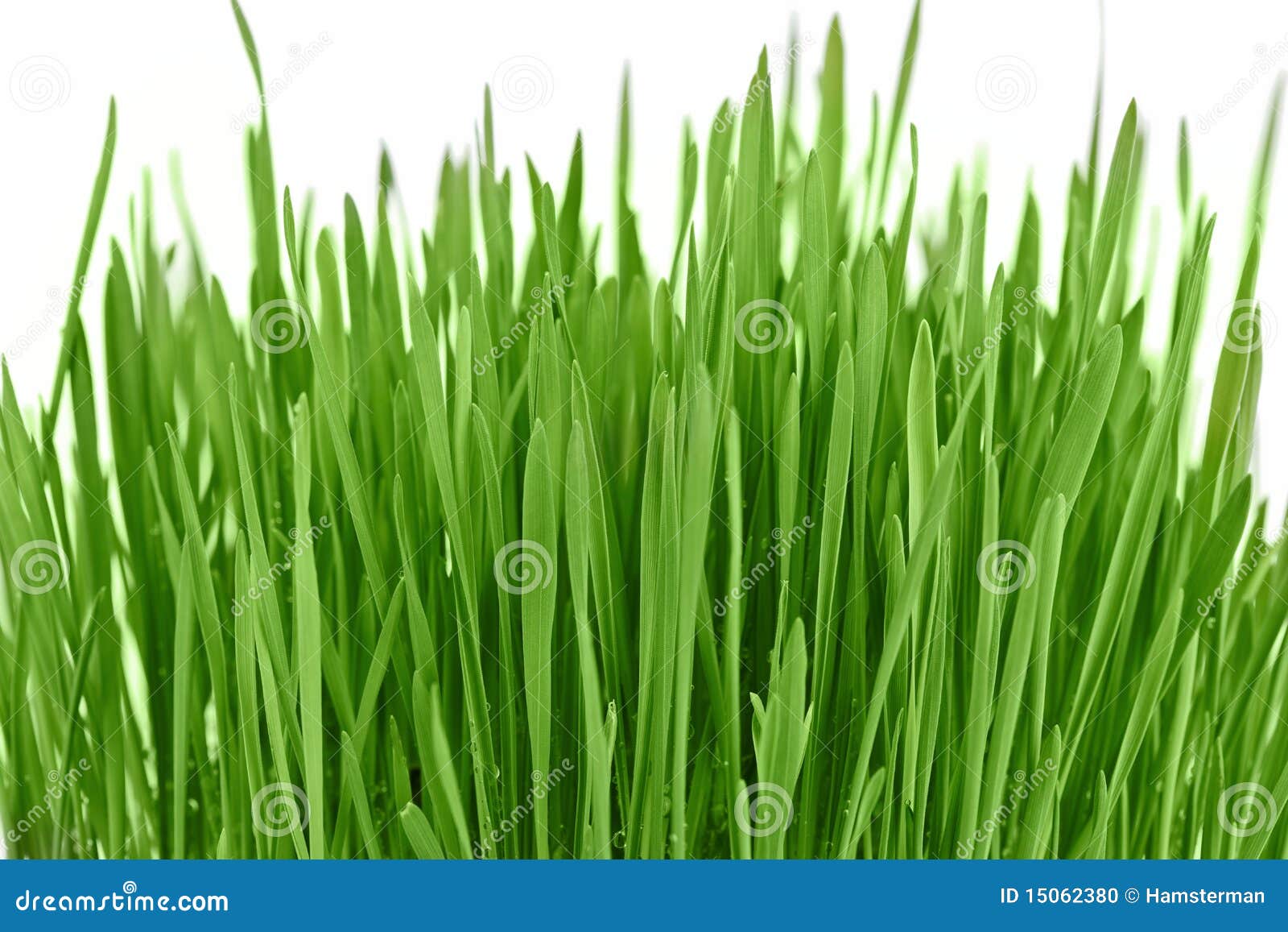 Fresh New Green Grass Background Stock Photo - Image of juicy, herbage ...