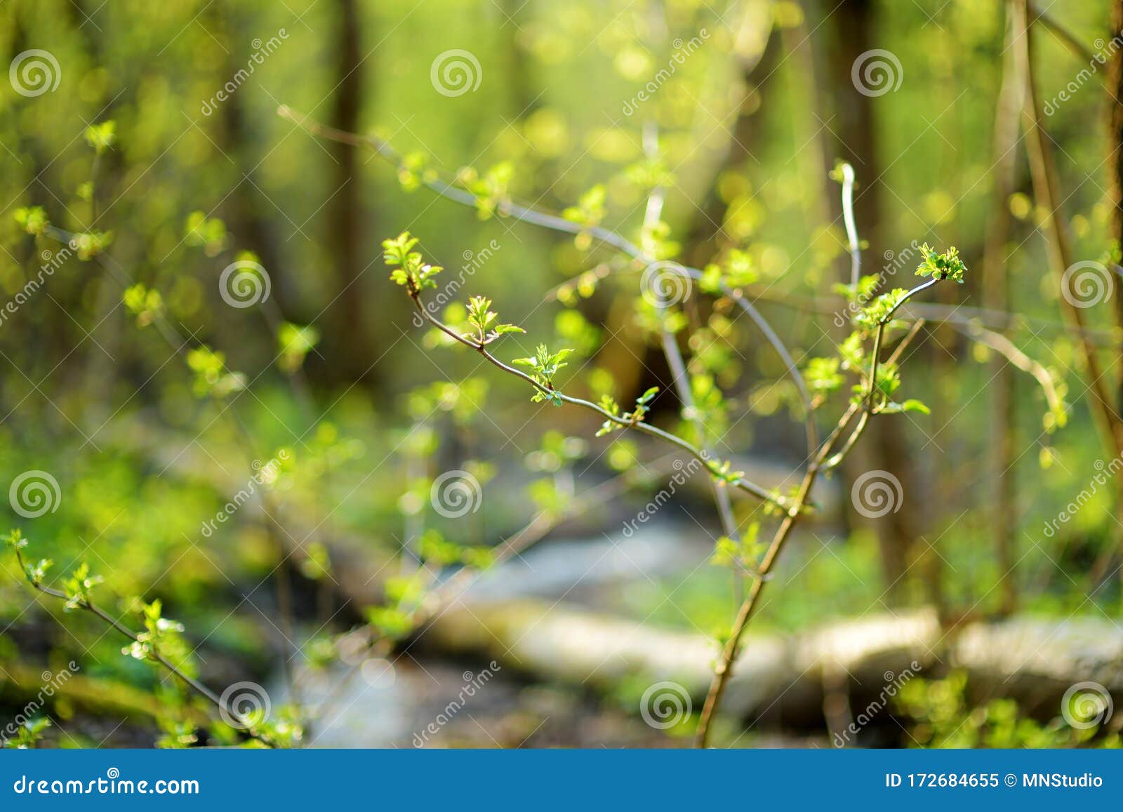 Fresh New Green Leaves Glowing in Sunlight Stock Image - Image of ...