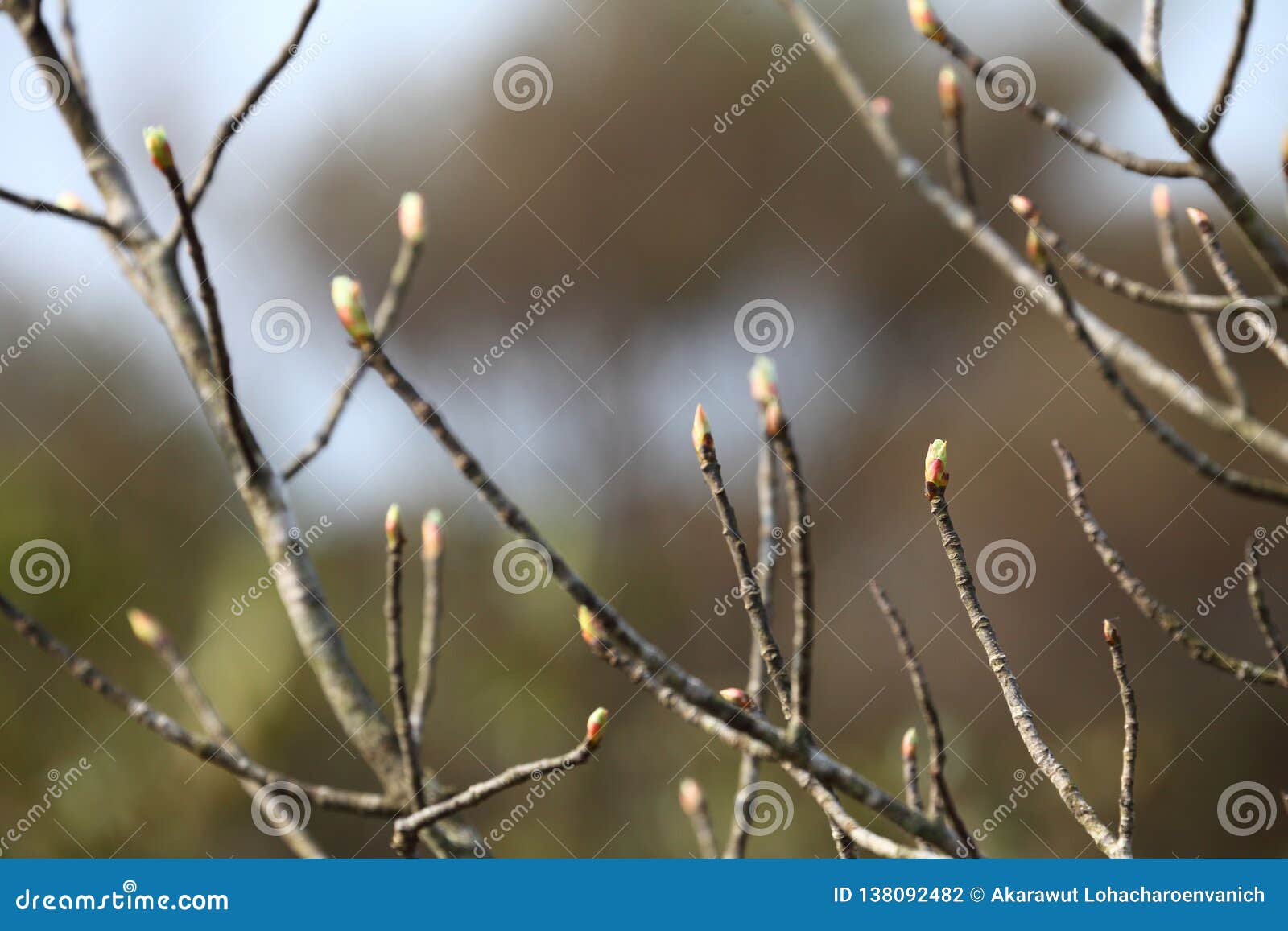 Fresh New Growth of Tree Buds during Dormant in Winter are Springing Up ...