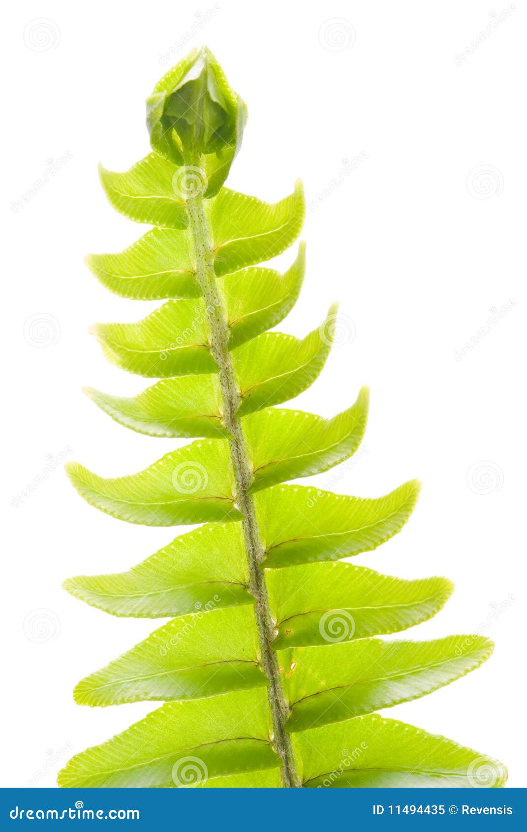 Fresh New Leaf, Green Concept, Stock Image - Image of botanical, family ...