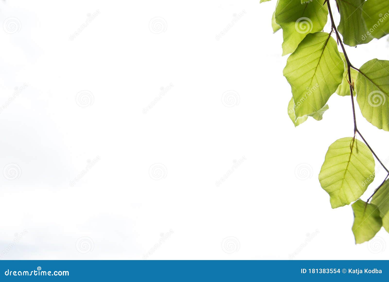 Fresh New Leaves in the Spring. on the Branch in the Nature in Spring ...