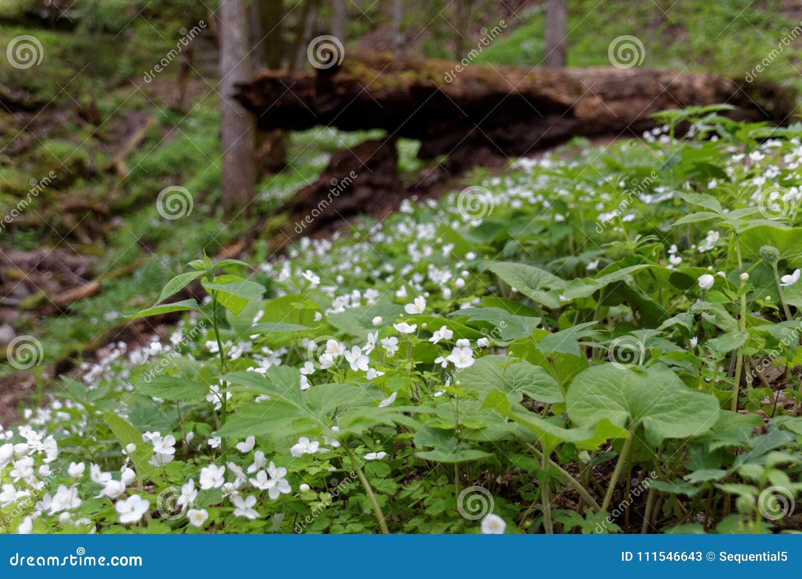Fresh Plants Growing in the Foreground in a Forest Stock Image - Image ...