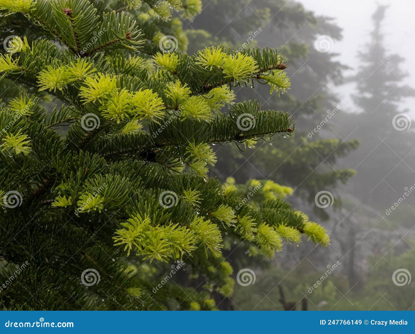 Fresh New Shoots and Growth Time of Spruce Tree Stock Image - Image of ...