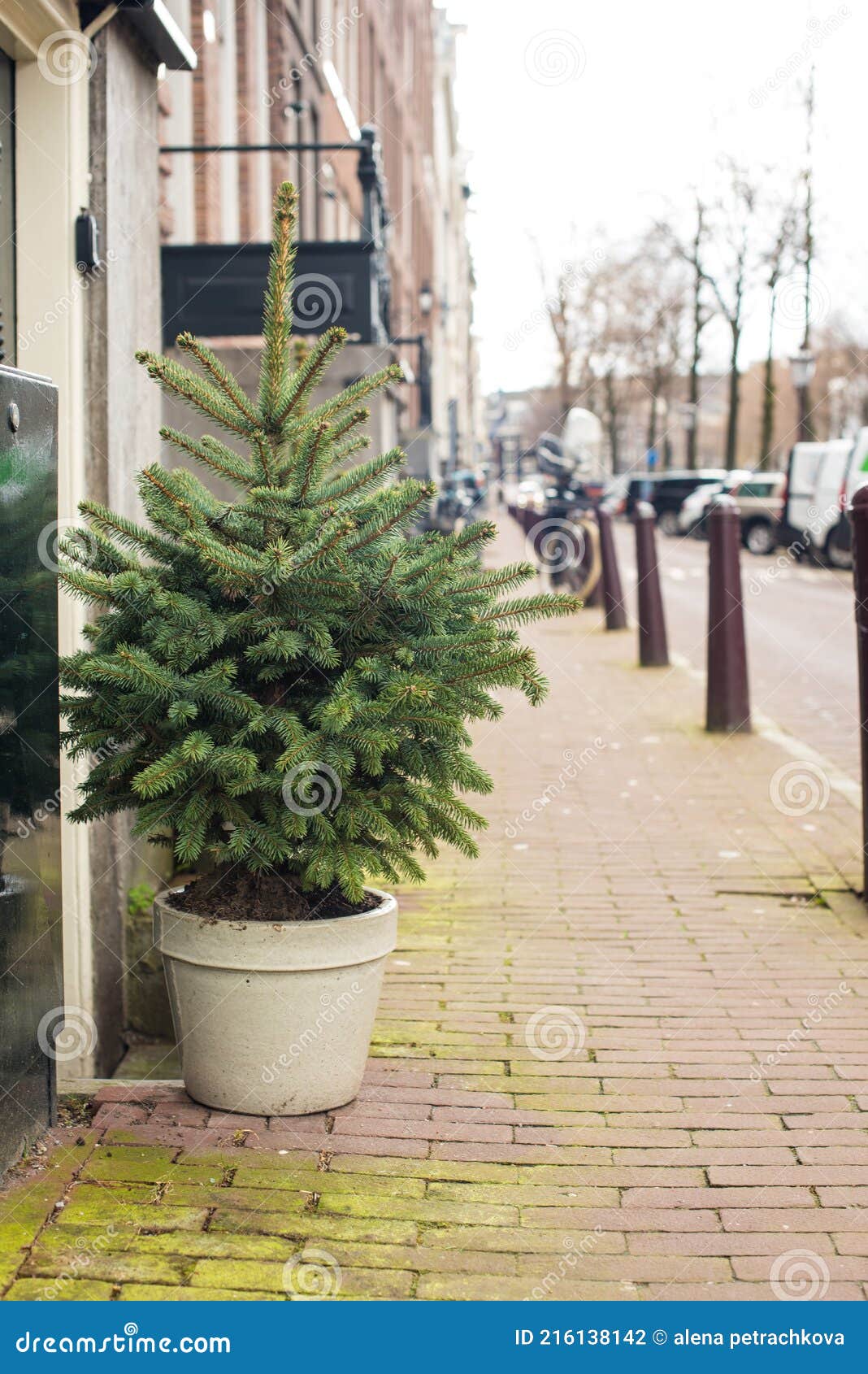 Fresh Spring Green Plants in Amsterdam Stock Photo - Image of floral ...