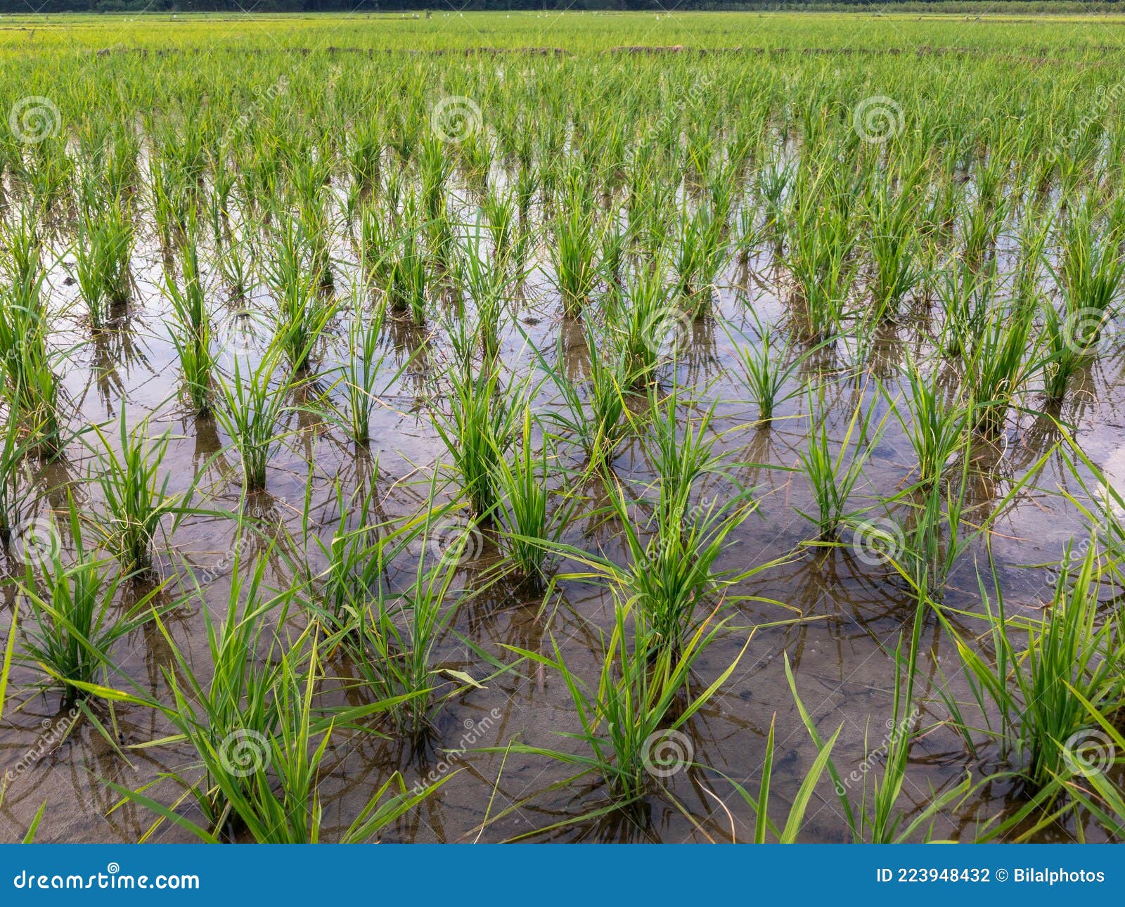 Fresh Newly Planted Rice Crop in the Field Stock Photo - Image of green ...
