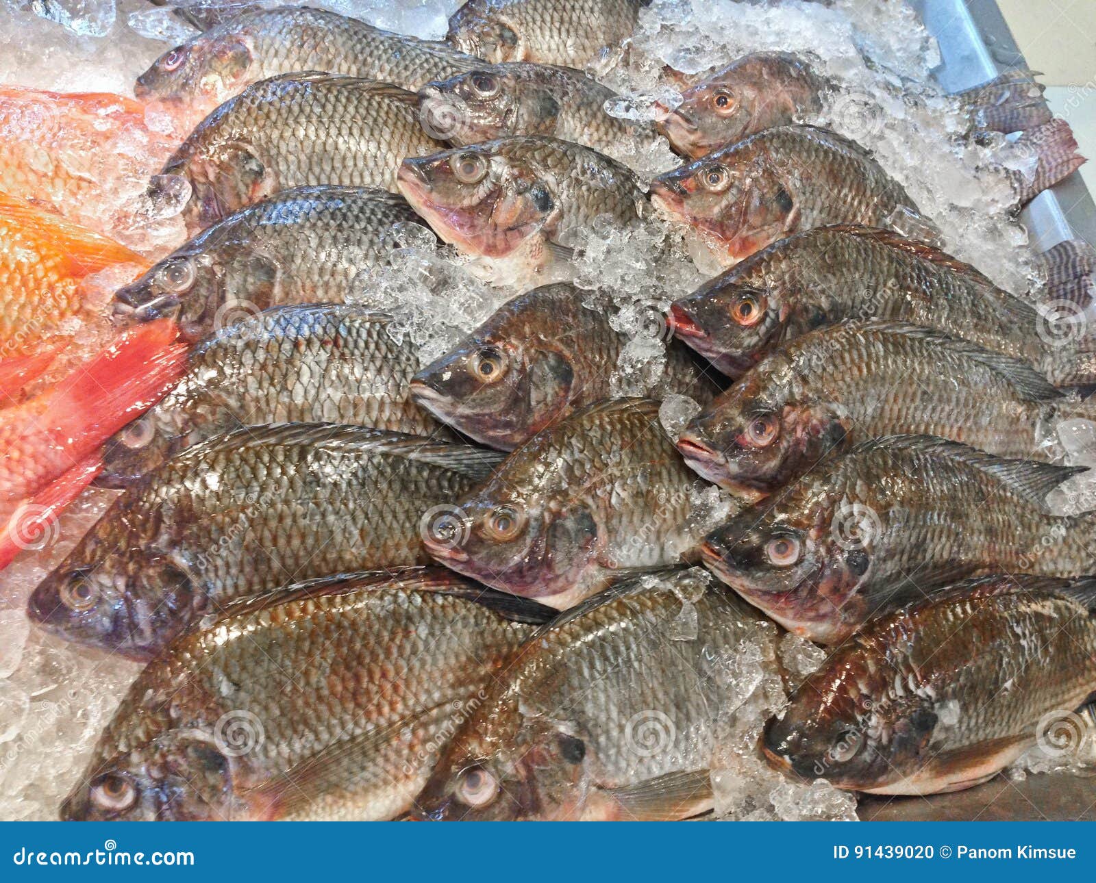 Fresh Nile Tilapia Fish Or Mango Fish Or Oreochromis Niloticus On Iced ...