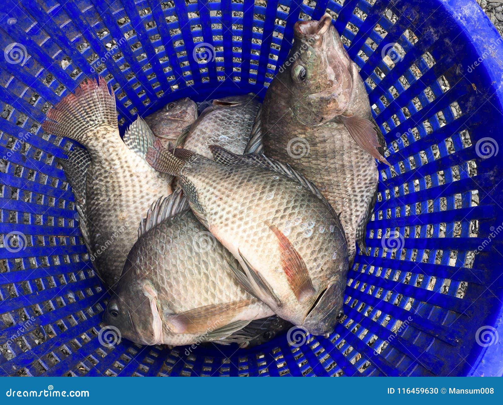 Fresh Nile Tilapia Fish Or Mango Fish Or Oreochromis Niloticus On Iced ...