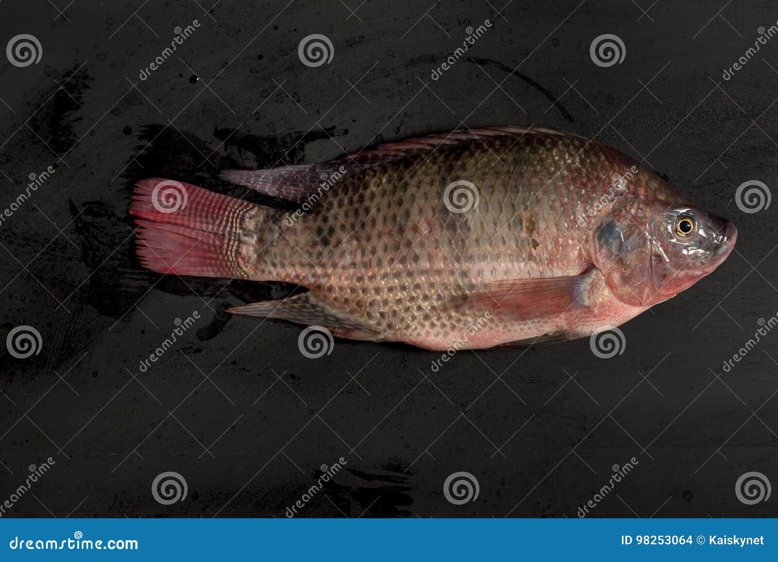Fresh Nile Tilapia Mango Fish Nilotica Fish on Black Background Stock ...