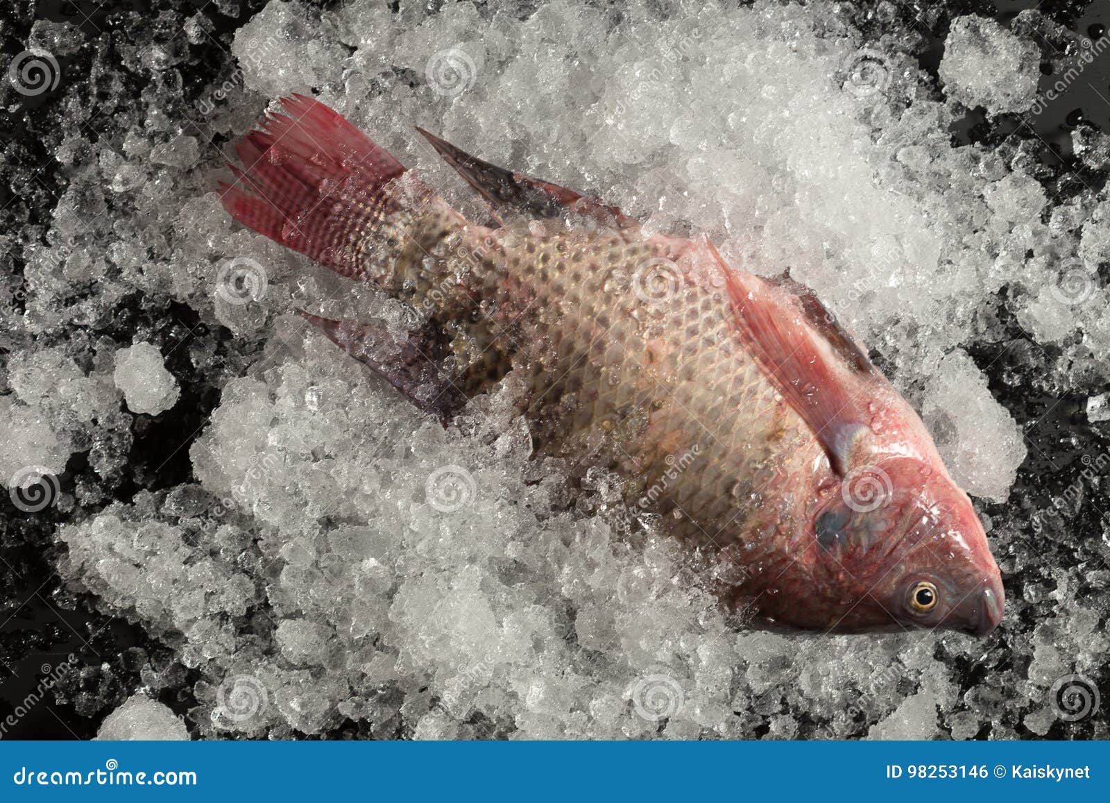 Fresh Nile Tilapia Mango Fish Nilotica Fish on Ice and Black Background ...