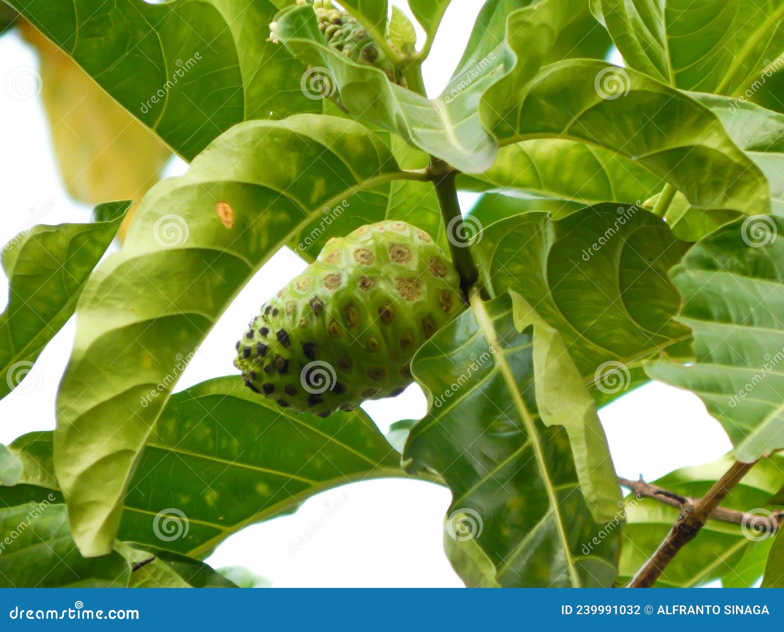 Fresh Noni Fruit in the Tree Stock Photo - Image of medicine, nature ...