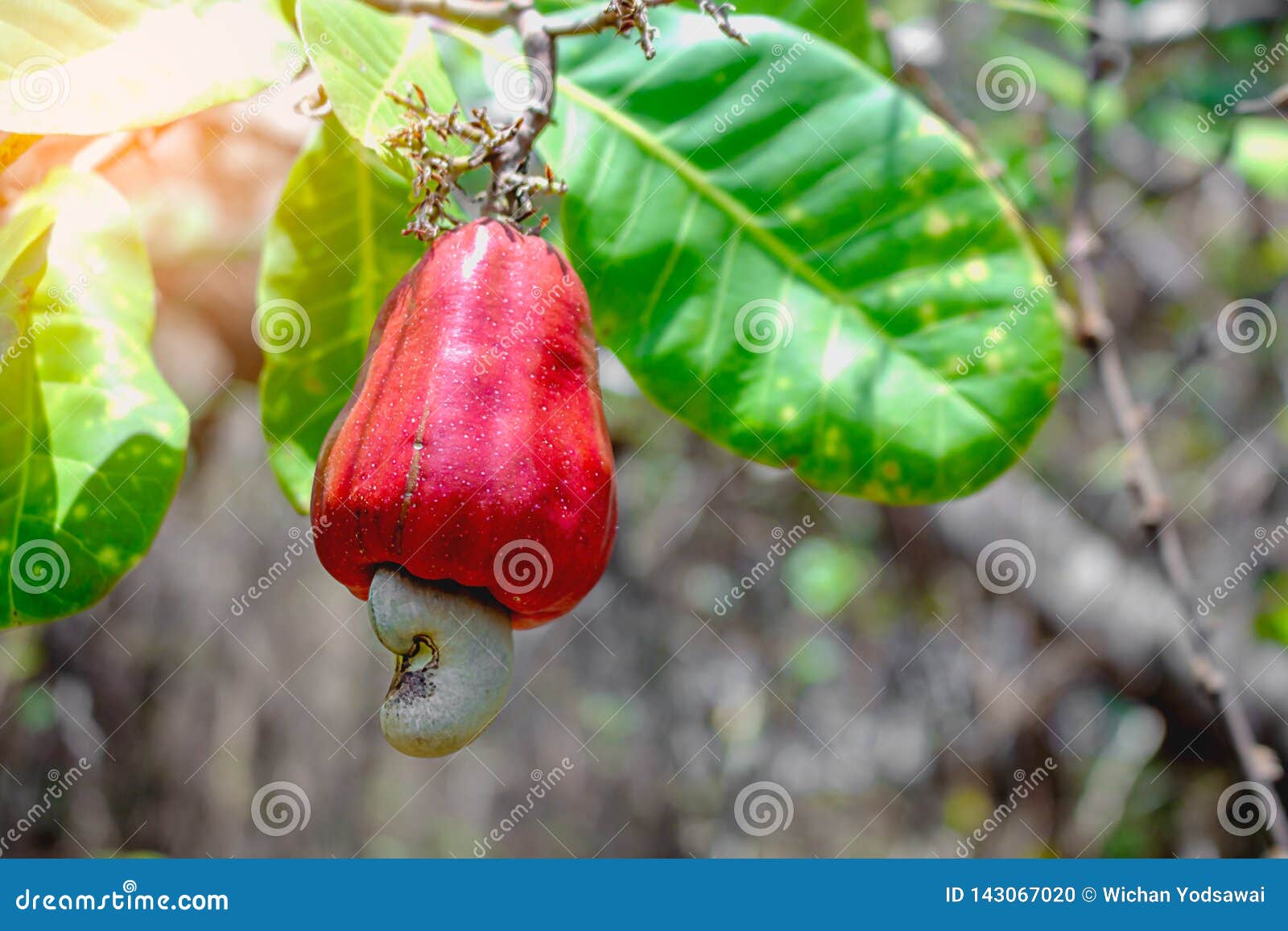 Fresh Nut Tree Cashew Growing Nuts on Tree in Garden Stock Photo ...