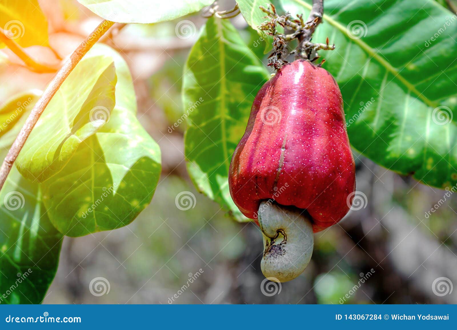 Fresh Nut Tree Cashew Growing Nuts on Tree in Garden Stock Photo ...