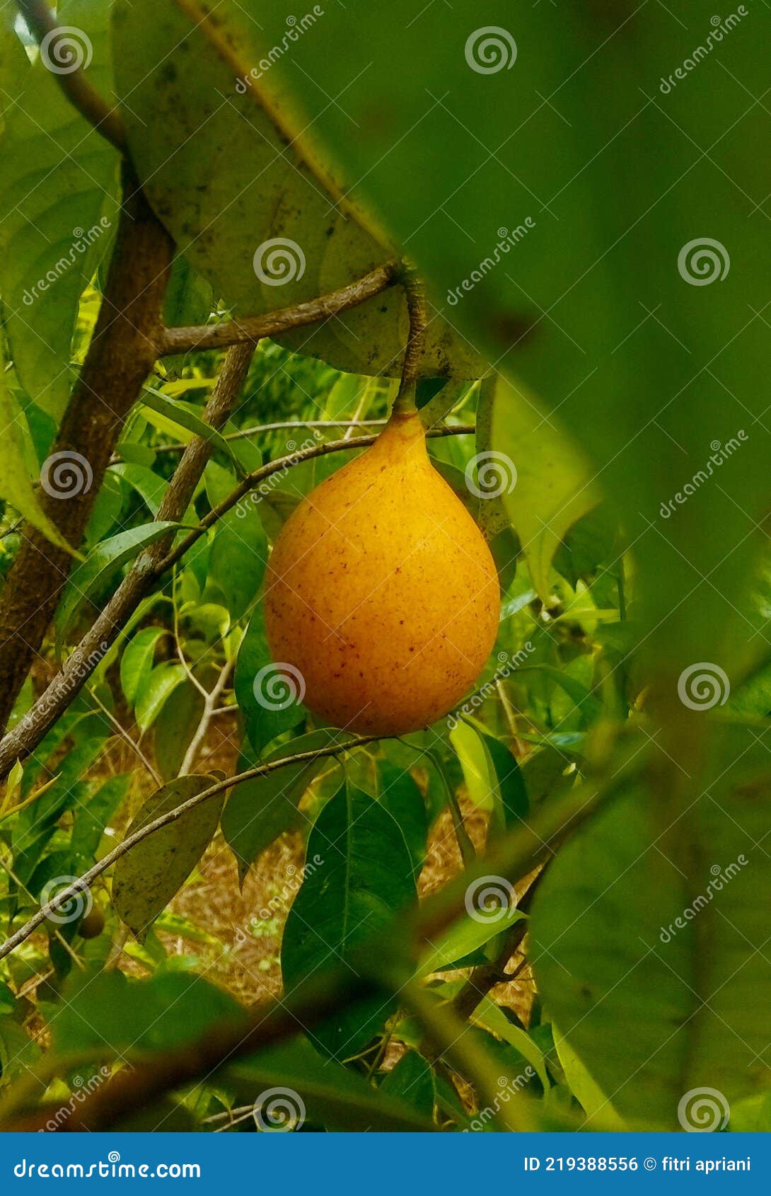 Fresh nutmeg fruit stock photo. Image of autumn, shrub - 219388556