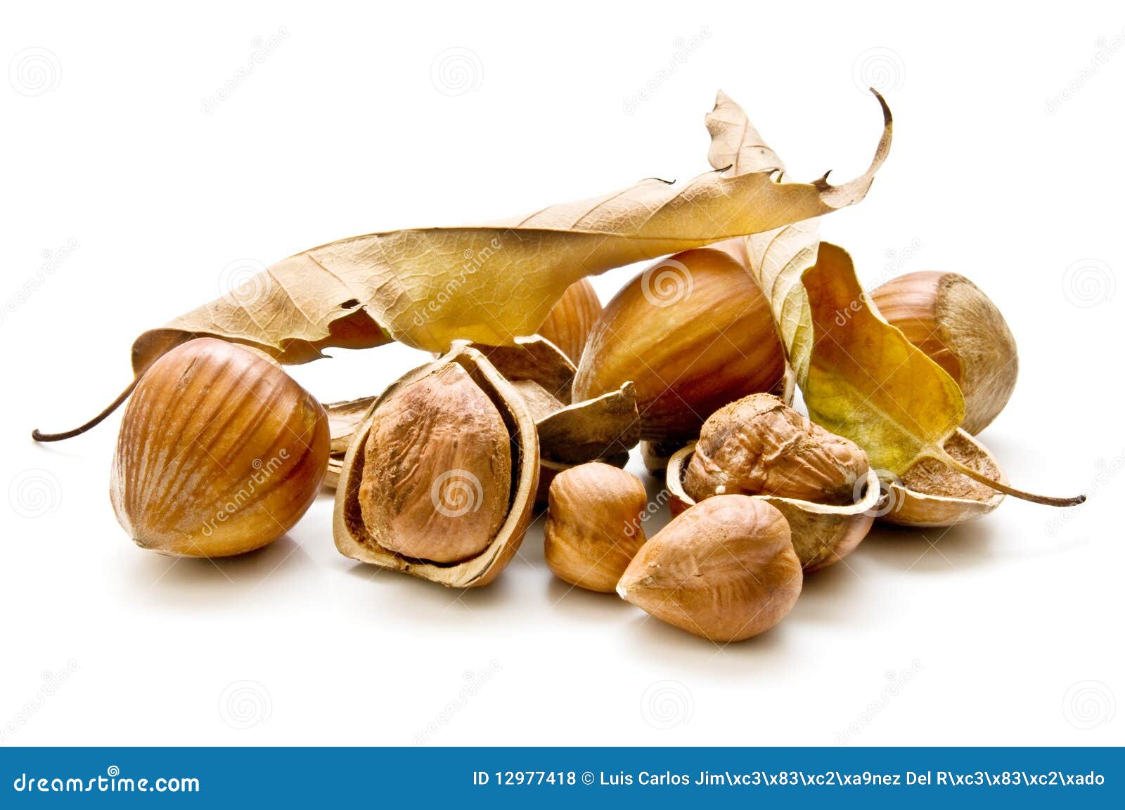 Fresh nuts stock photo. Image of november, season, fruit - 12977418