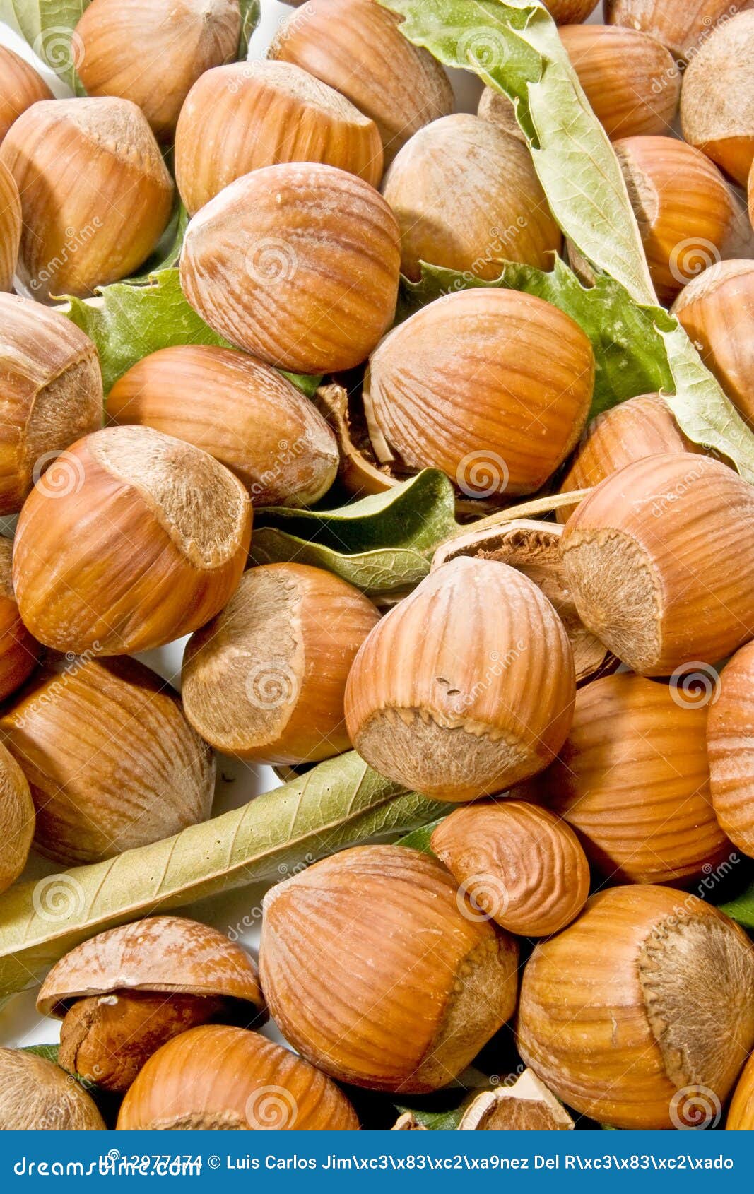 Fresh nuts stock photo. Image of nature, nuts, vitamins - 12977474