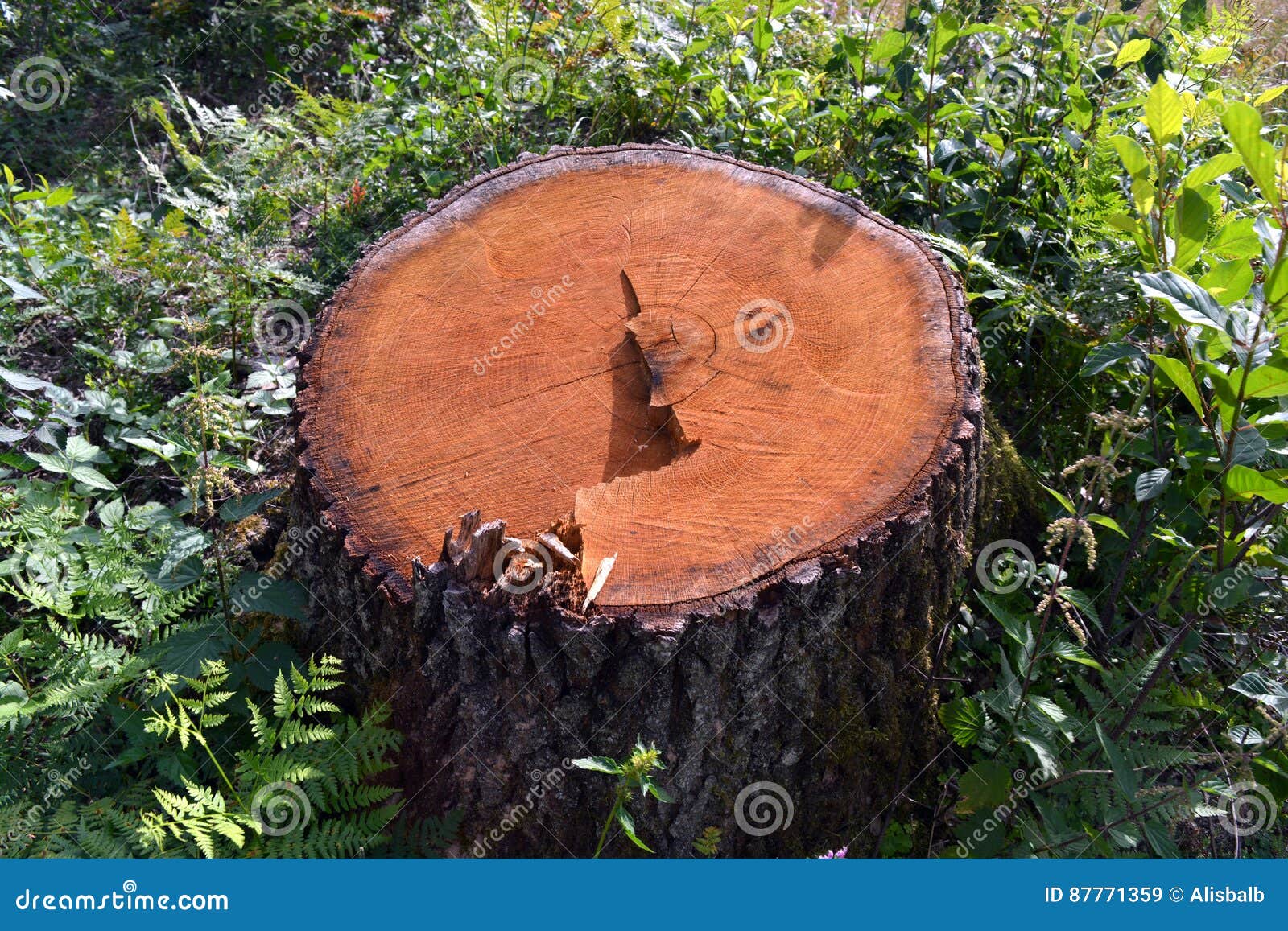 Fresh Oak Stump in Green Spring Forest Stock Image - Image of texture ...