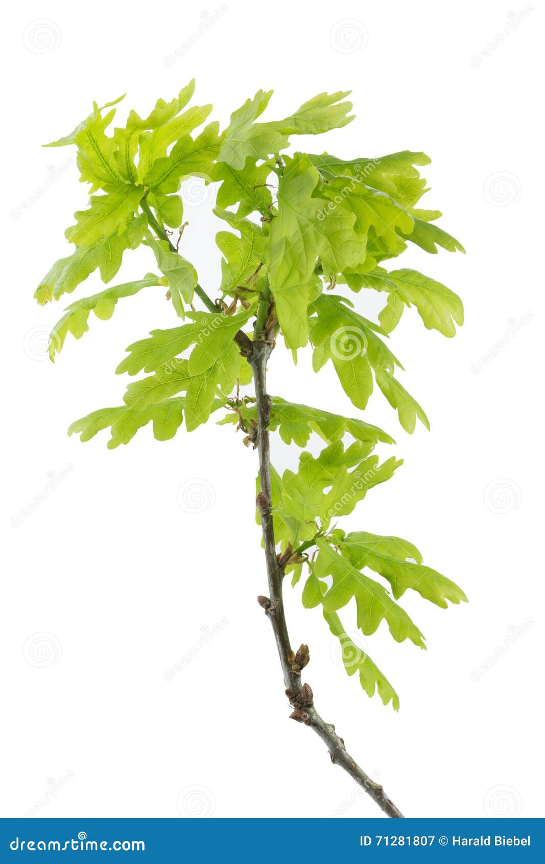 Fresh oak tree branch stock image. Image of fresh, background - 71281807