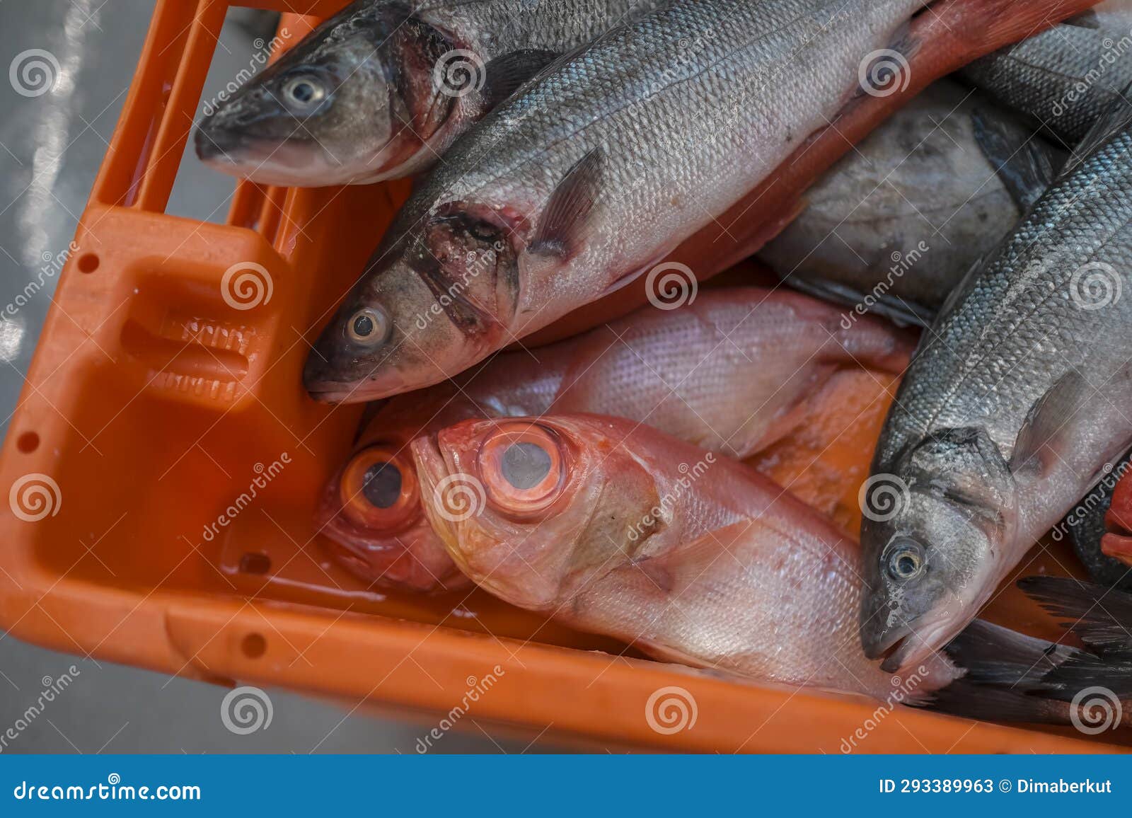 Fresh Ocean Fish in a Plastic Crate. Stock Image - Image of dinner ...
