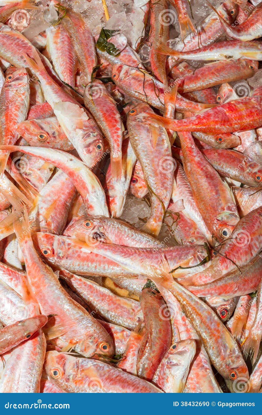 Fresh from the Ocean Red Fish Variety Stock Photo - Image of ingredient ...