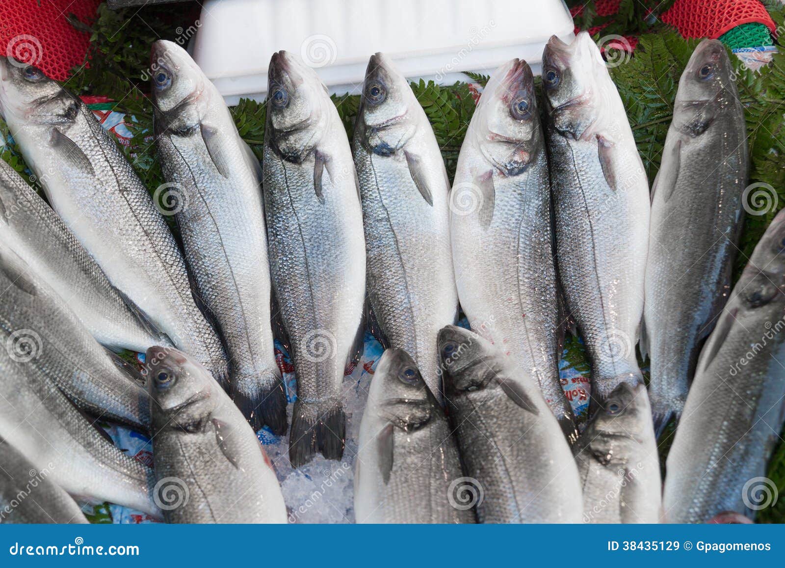 Fresh from the Ocean Sea Bass Fish Catch Stock Image - Image of meal ...