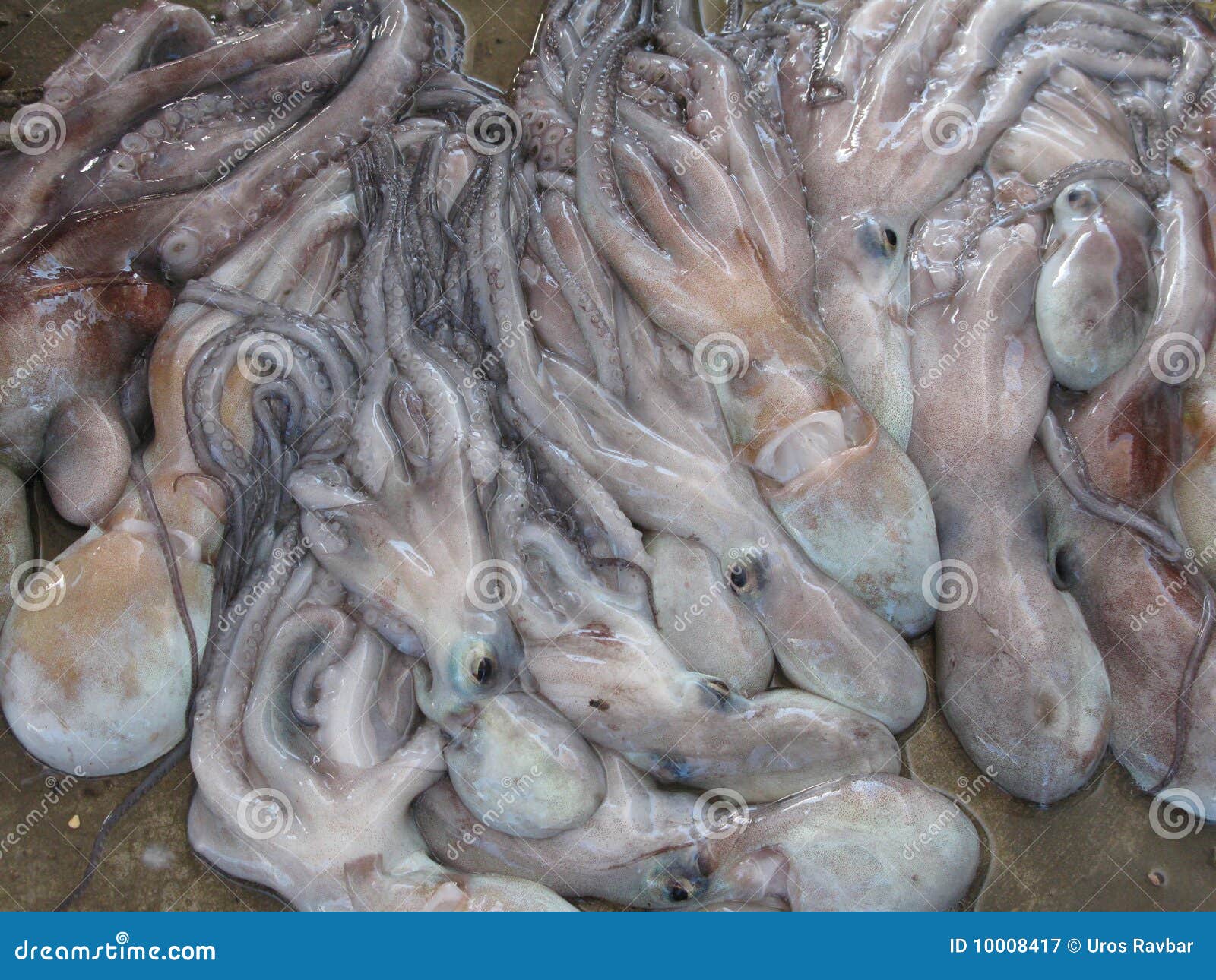 Fresh octopus stock image. Image of fishing, food, asia - 10008417