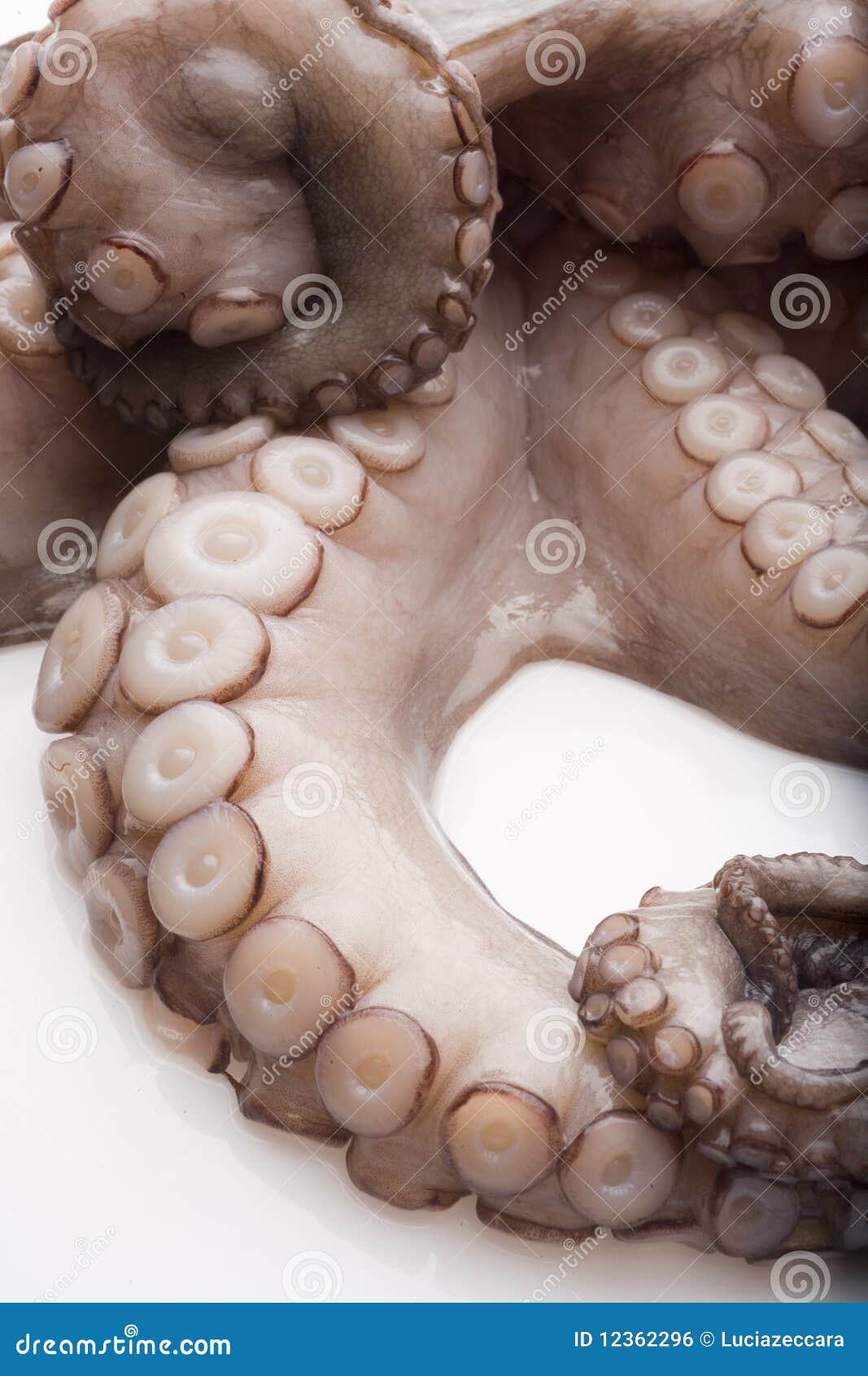 Fresh octopus stock photo. Image of cocktail, eating - 12362296