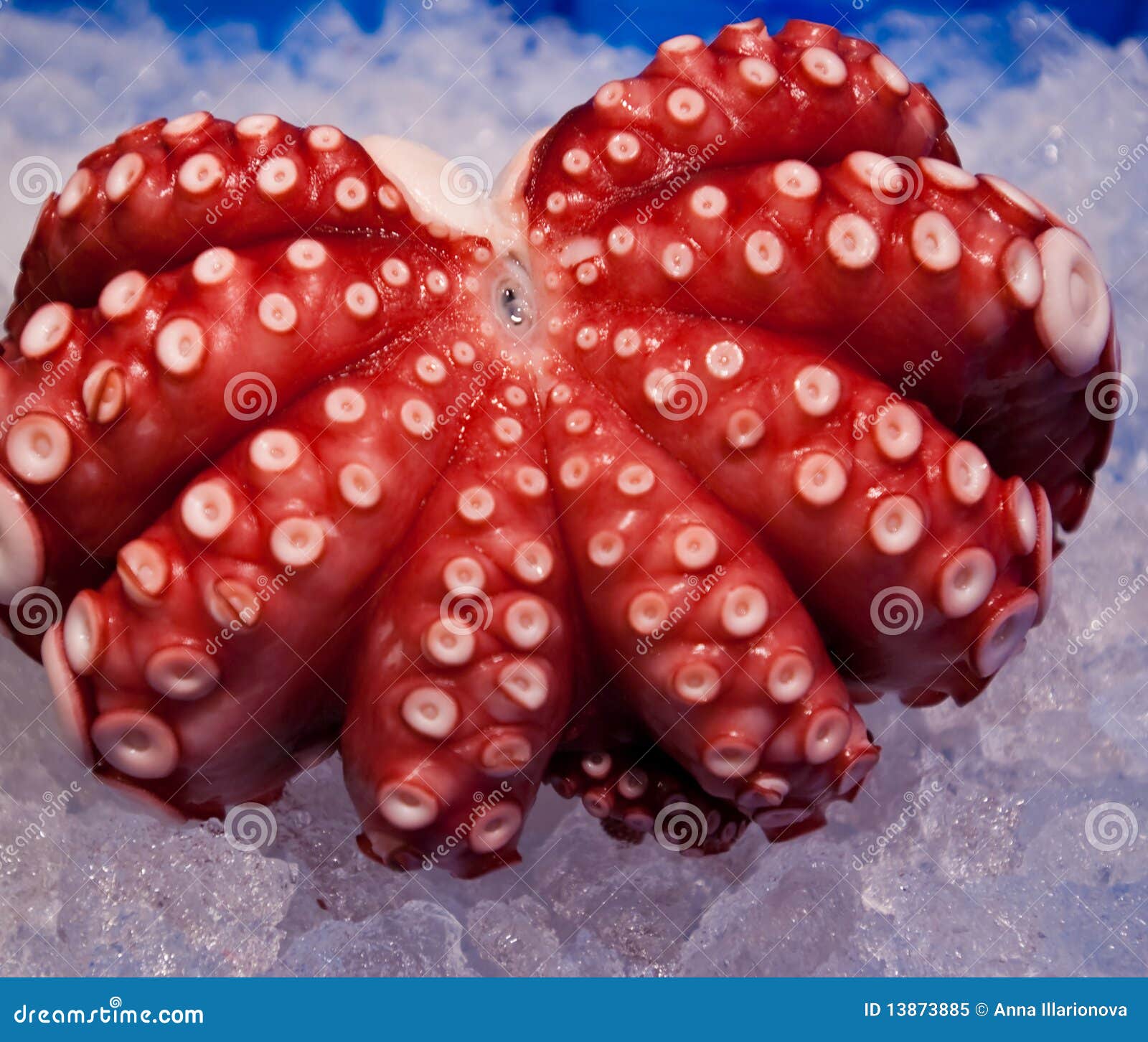 Fresh octopus stock image. Image of animal, tokyo, curled - 13873885