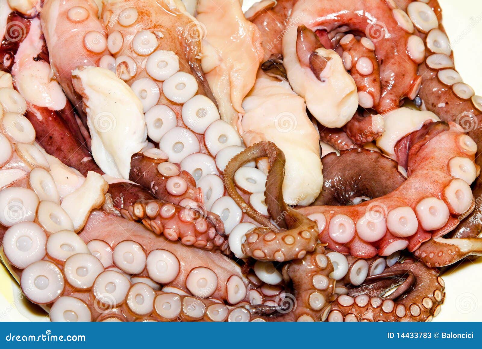 Fresh octopus stock image. Image of sucker, macro, caps - 14433783