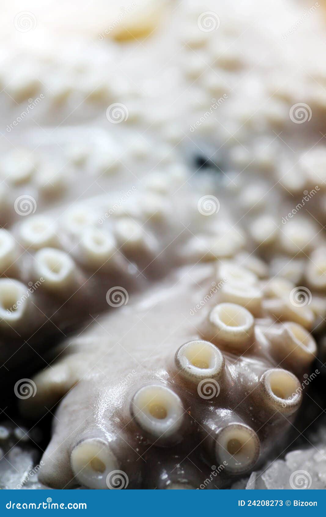 Fresh octopus stock image. Image of health, animal, flesh - 24208273