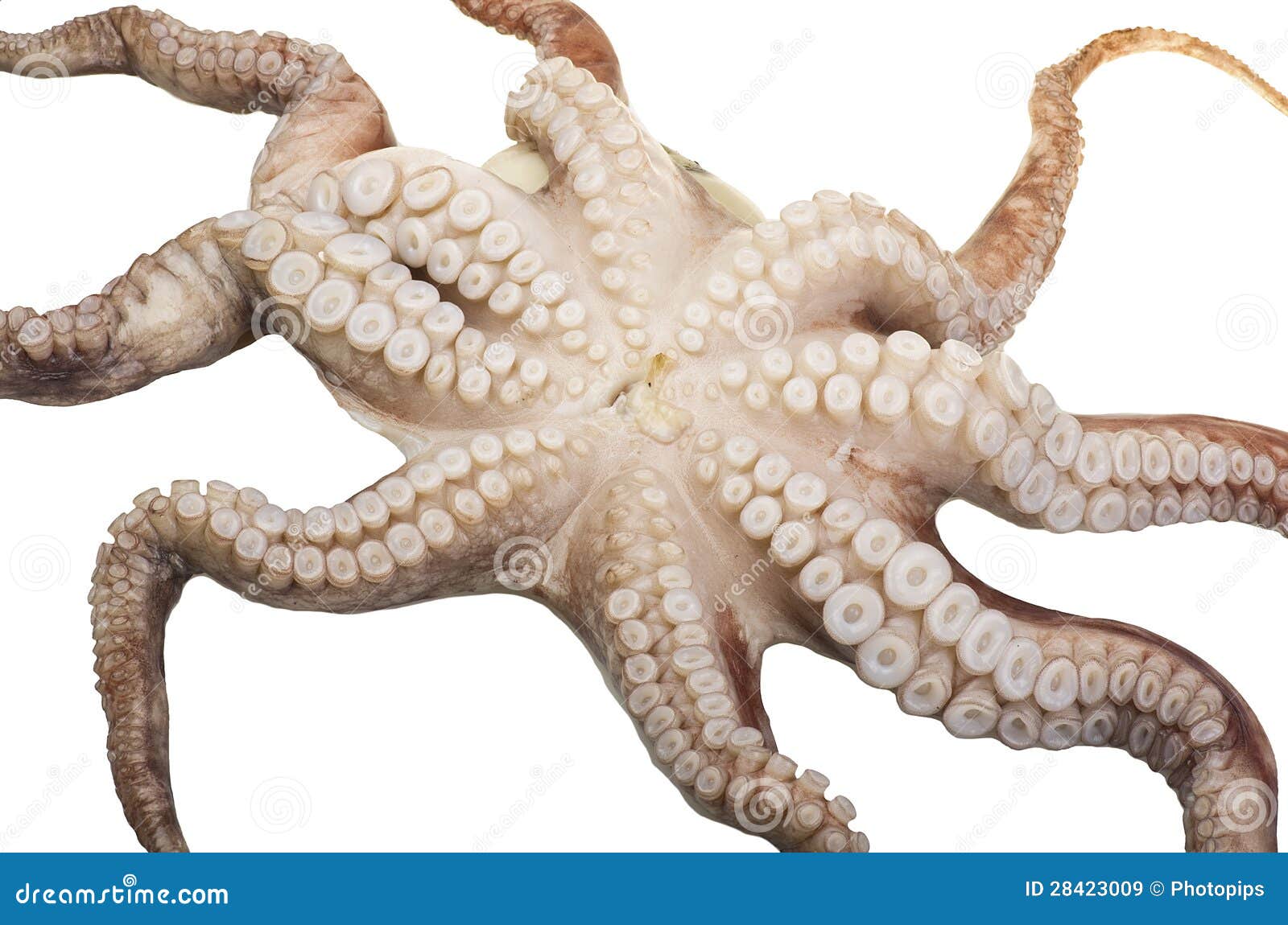 Fresh octopus stock image. Image of healthy, meat, wave - 28423009