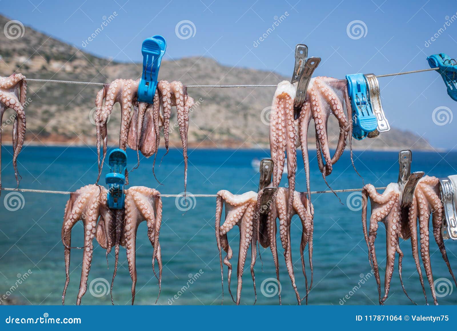 Fresh Octopus in the Boat Port. Stock Photo - Image of blue, tourist ...